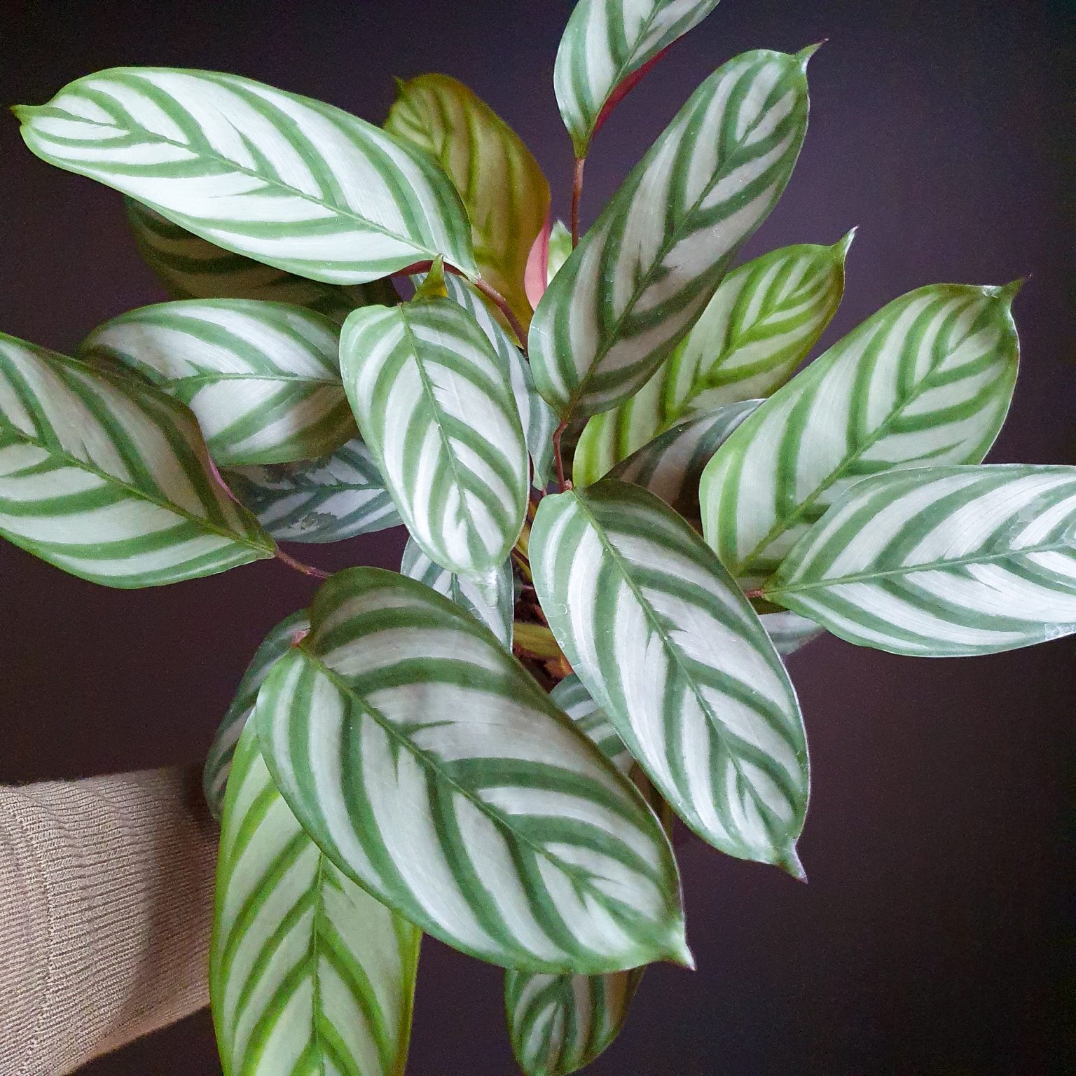 Ctenanthe Setosa | Exotic House Plant - plantandpot.nz
