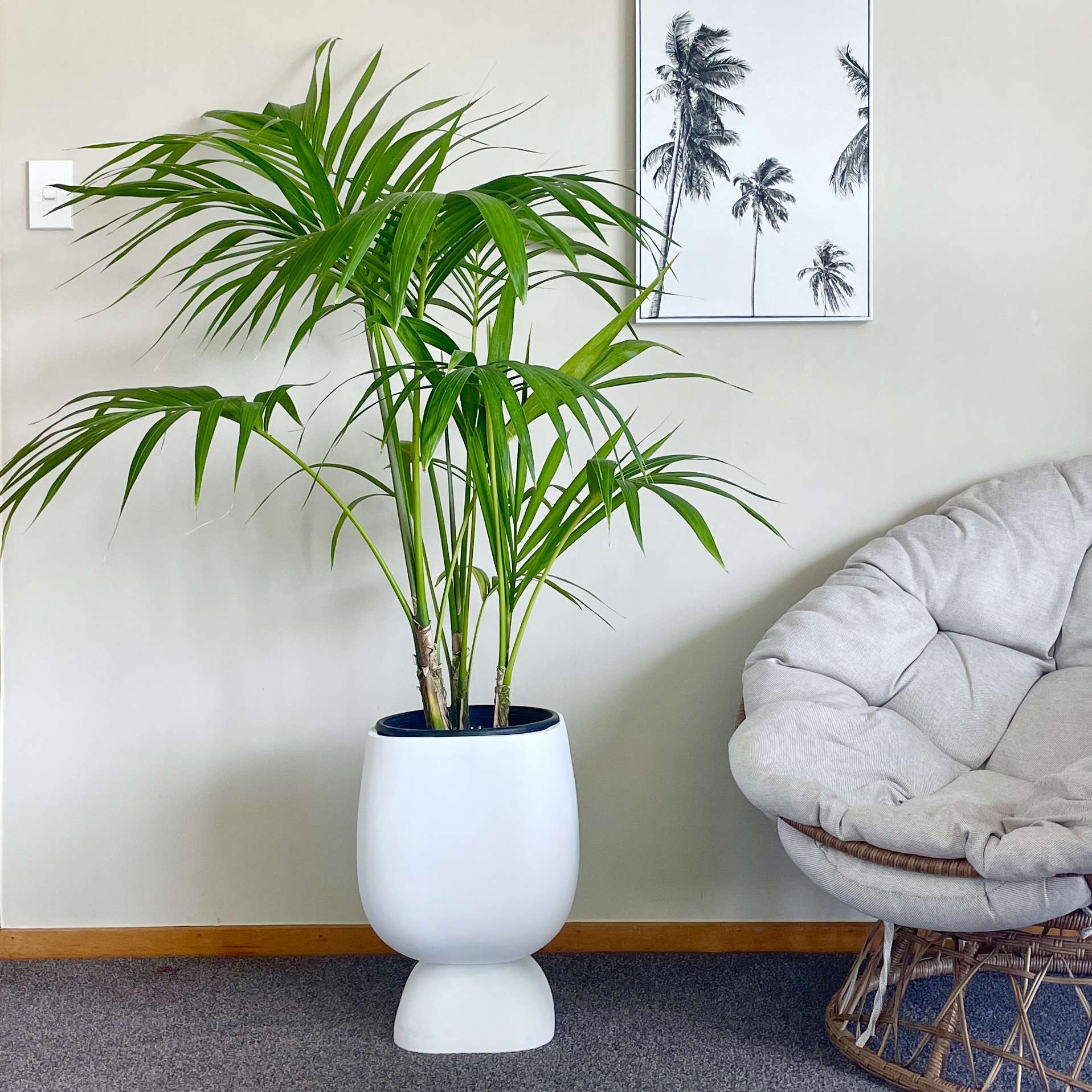 Kentia Palm in Moon Planter - Plant & Pot NZ