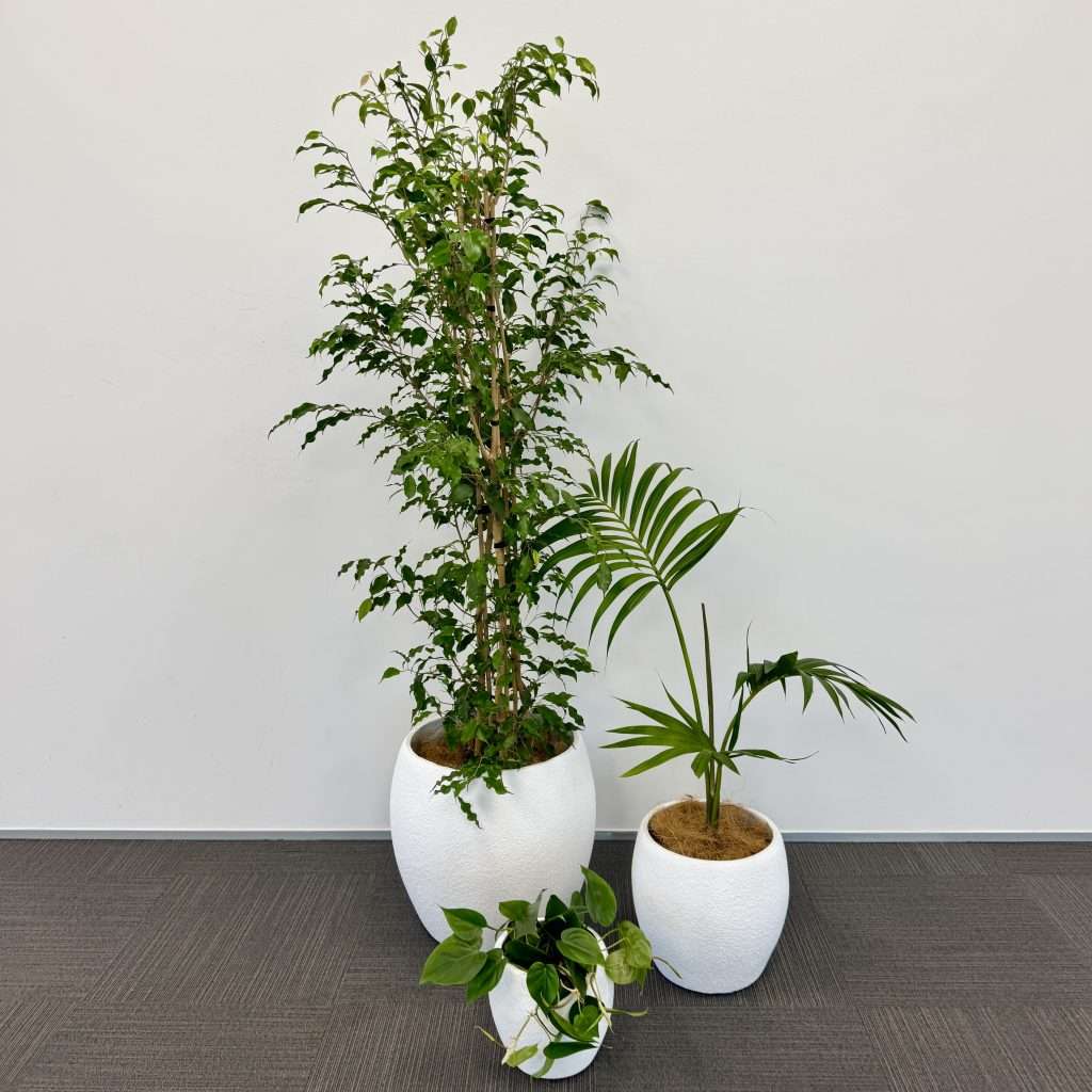 Plant and Pot NZ | Modern Indoor Plants | Stylish Planters