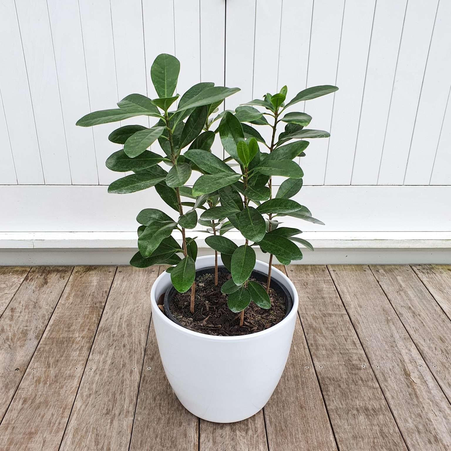 Karaka Tree in Glossy White Pot for Indoors - plantandpot.nz