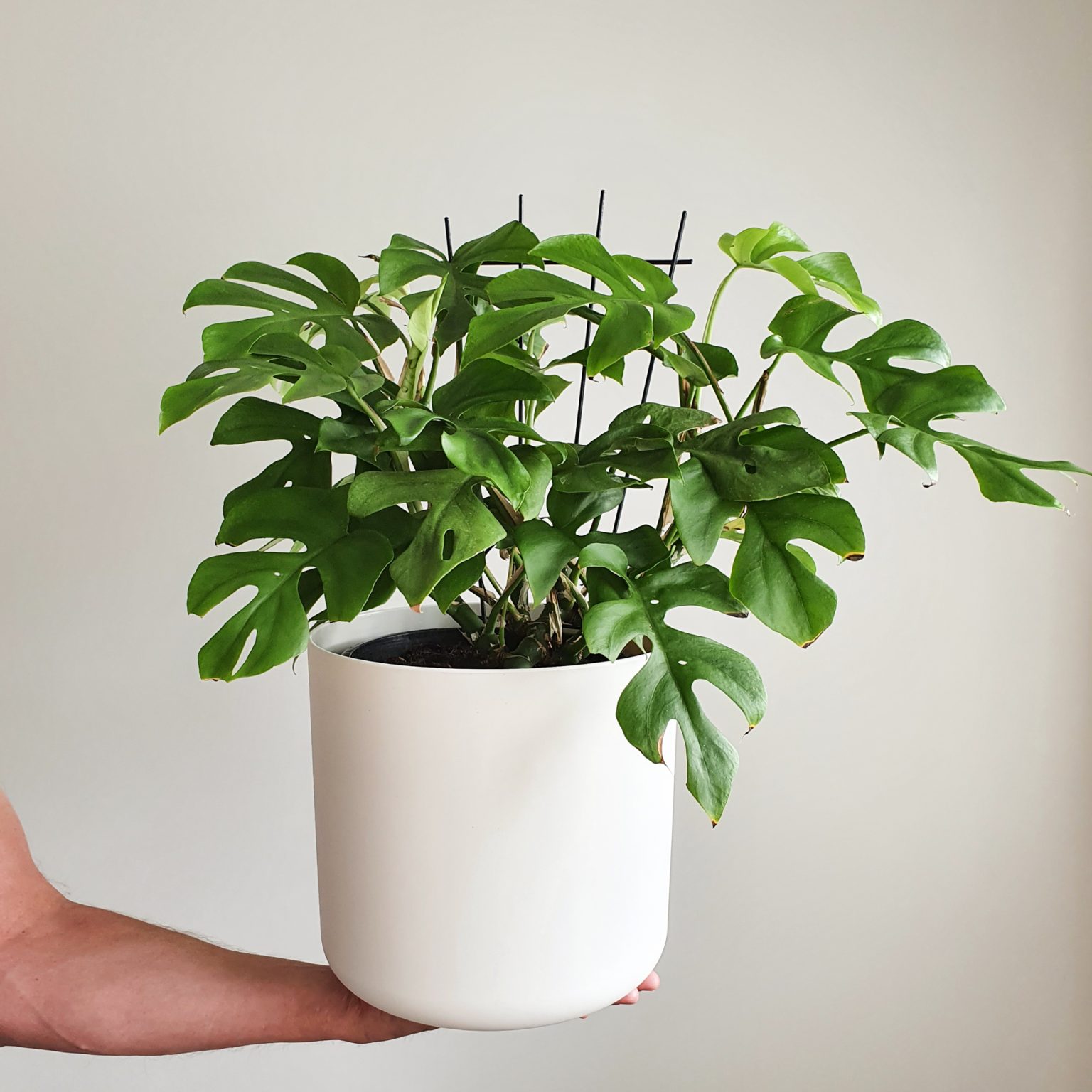 Philodendron Minima 'Mini Monstera' in White Pot - plantandpot.nz