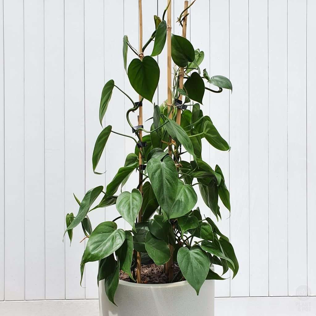 Extra Large Plant Pots and Planters - plantandpot.nz