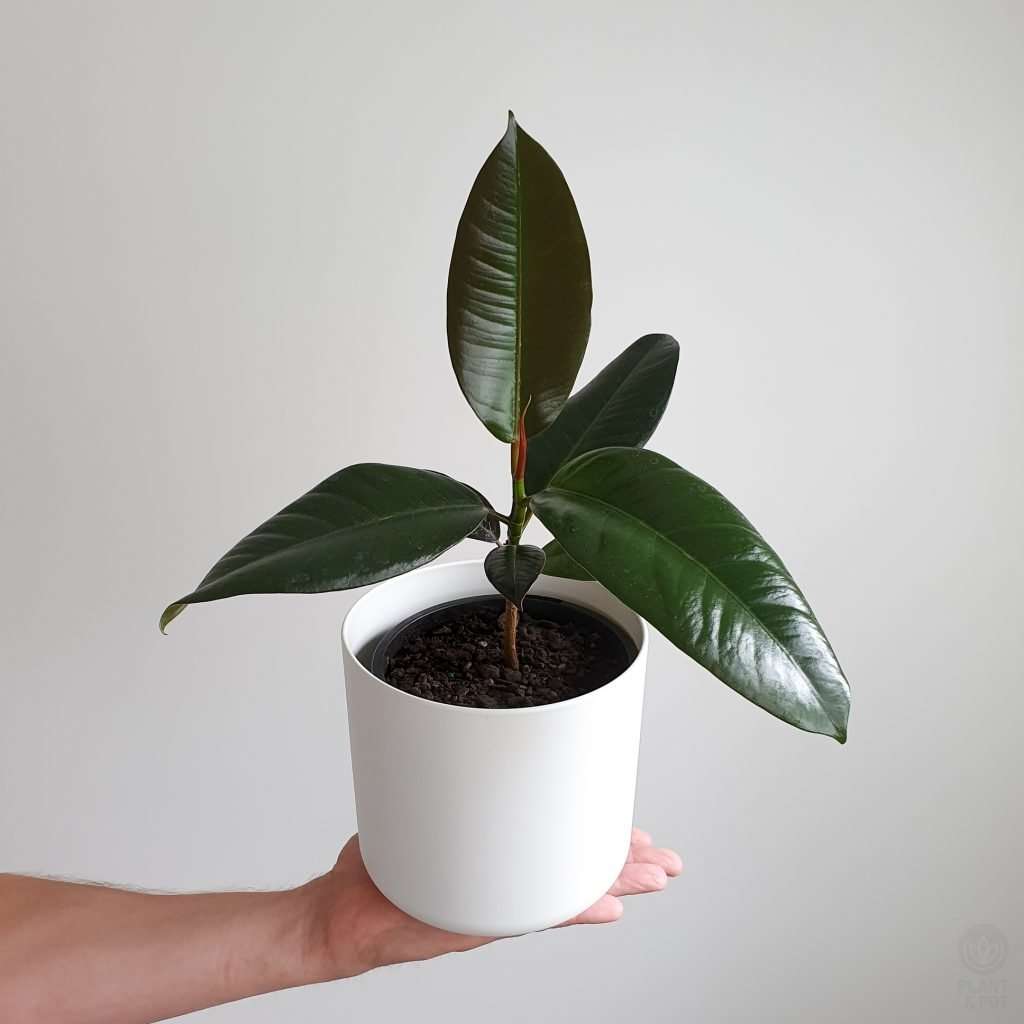 Junior Rubber Tree in White Pot | Cool Houseplant - plantandpot.nz
