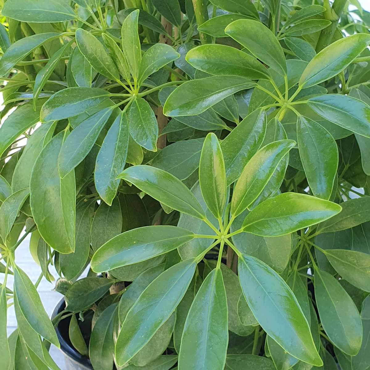 Schefflera Arboricola - Plant & Pot NZ