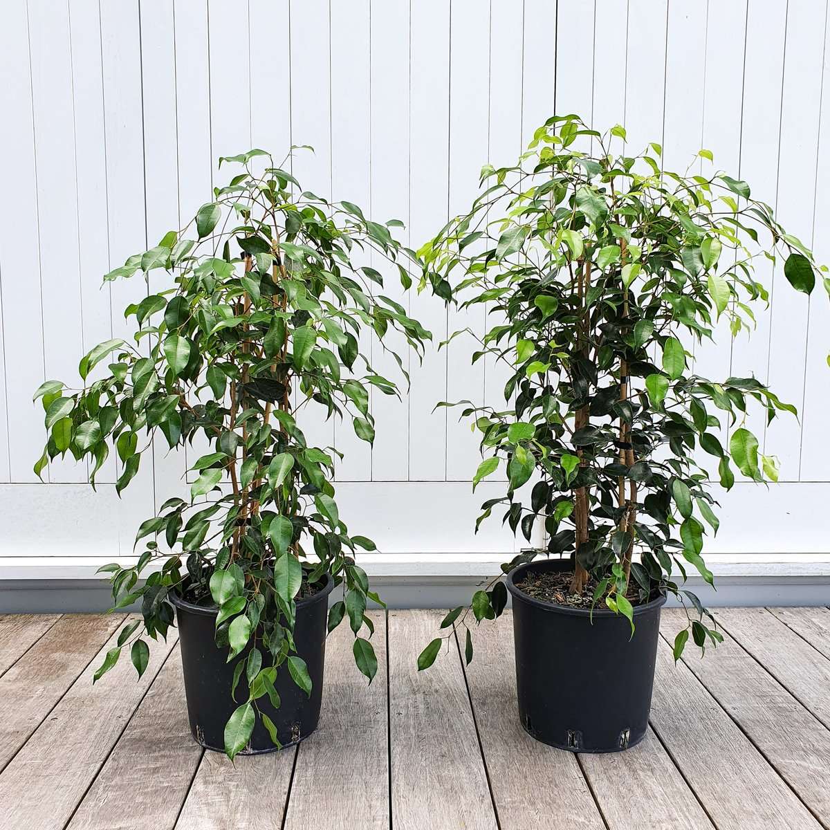 Weeping Fig | Ficus Benjamina | Tall with Fine Foliage - plantandpot.nz