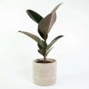 Ficus Sofia | Green Rubber Tree - plantandpot.nz