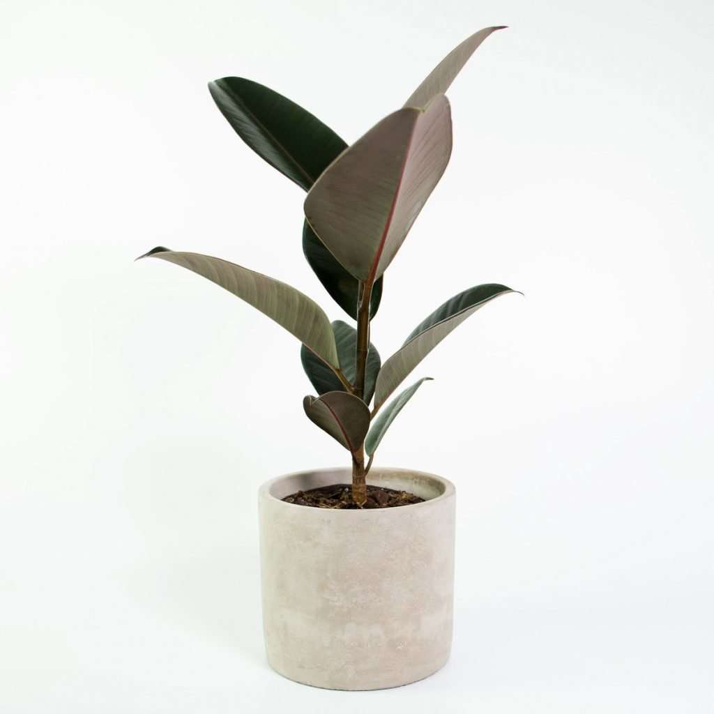 Ficus Sofia | Green Rubber Tree - plantandpot.nz