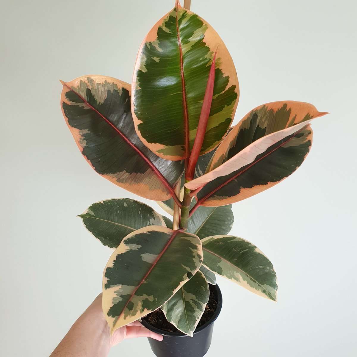 Ficus Ruby | Ruby Rubber Tree | Green Blush - plantandpot.nz
