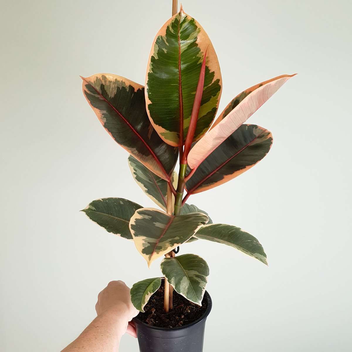 Ficus Ruby | Ruby Rubber Tree | Green Blush - plantandpot.nz