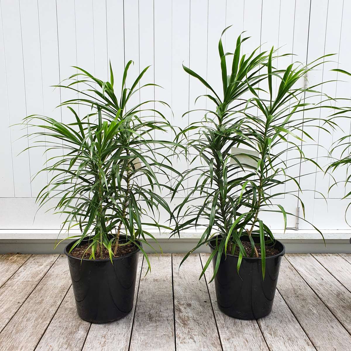 Dracaena Anita | Tropical Indoor Plant - plantandpot.nz
