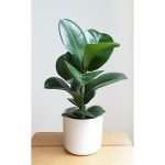 Ficus Sofia | Green Rubber Tree - plantandpot.nz