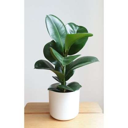 Ficus Sofia | Green Rubber Tree - plantandpot.nz