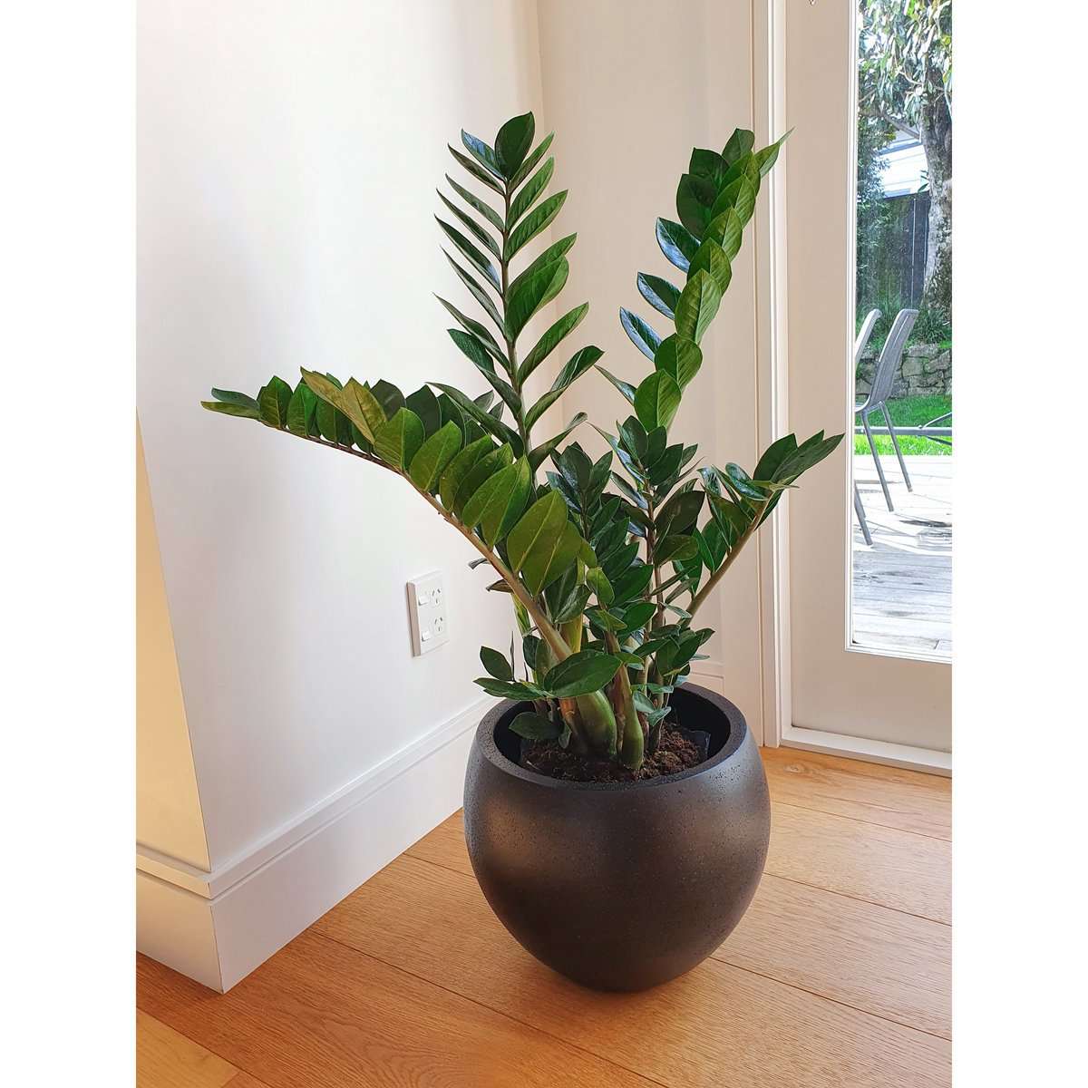 Large ZZ Plant | Easy to Care For and it Cleans the Air - plantandpot.nz
