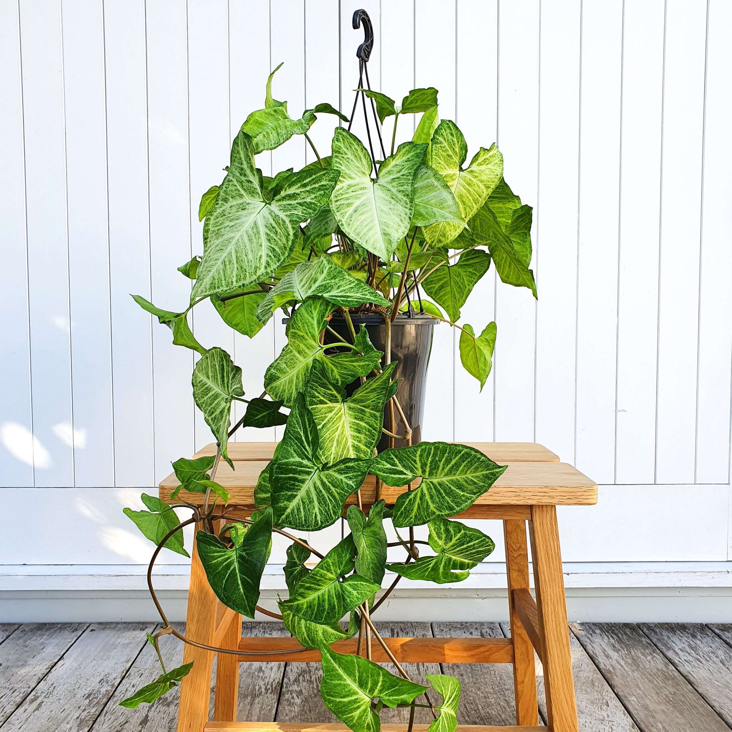 Large Trailing Syngonium | Arrow shaped leaves - plantandpot.nz