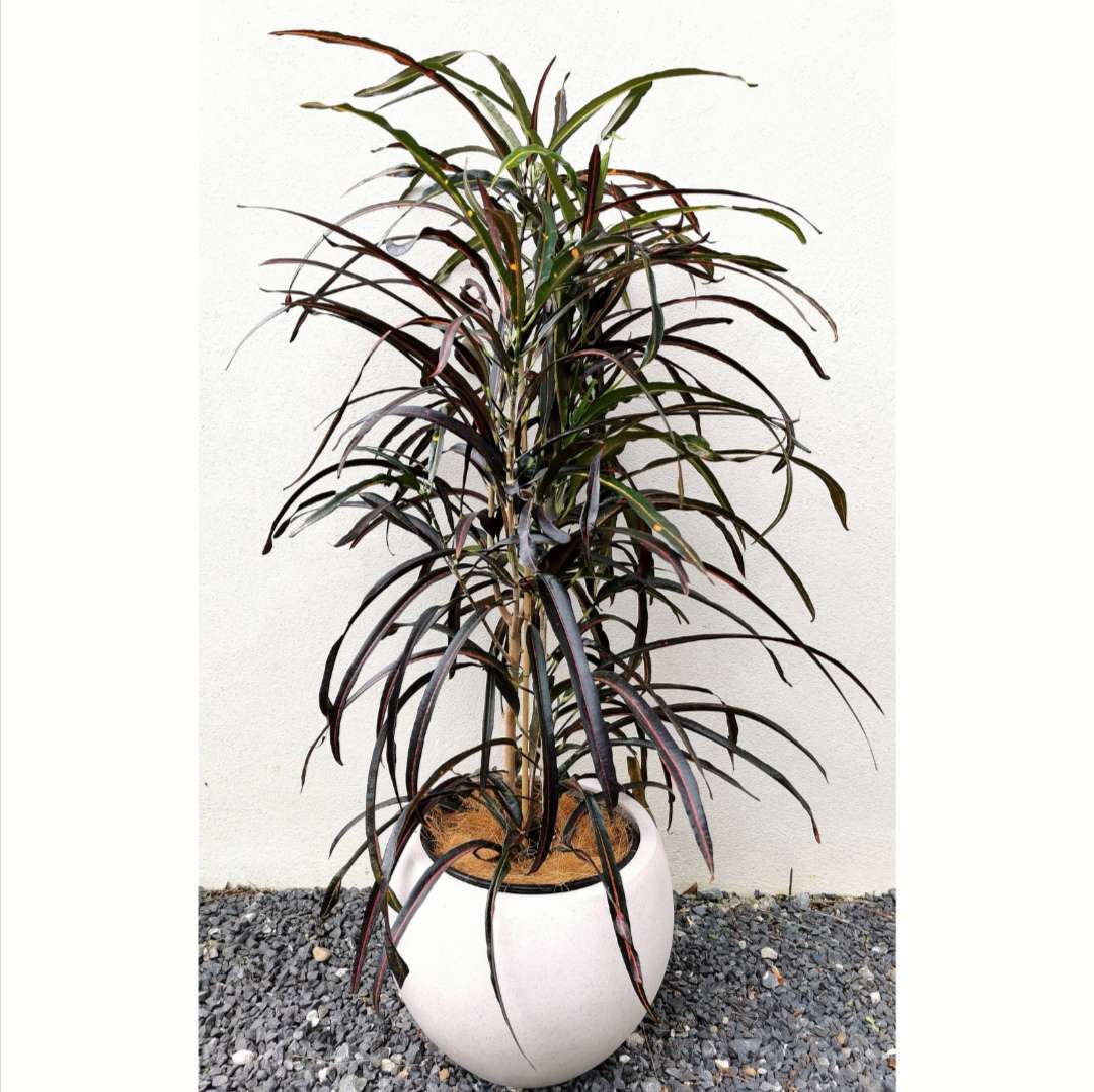 Croton "Lauren's Rainbow'' in white - Plant & Pot NZ