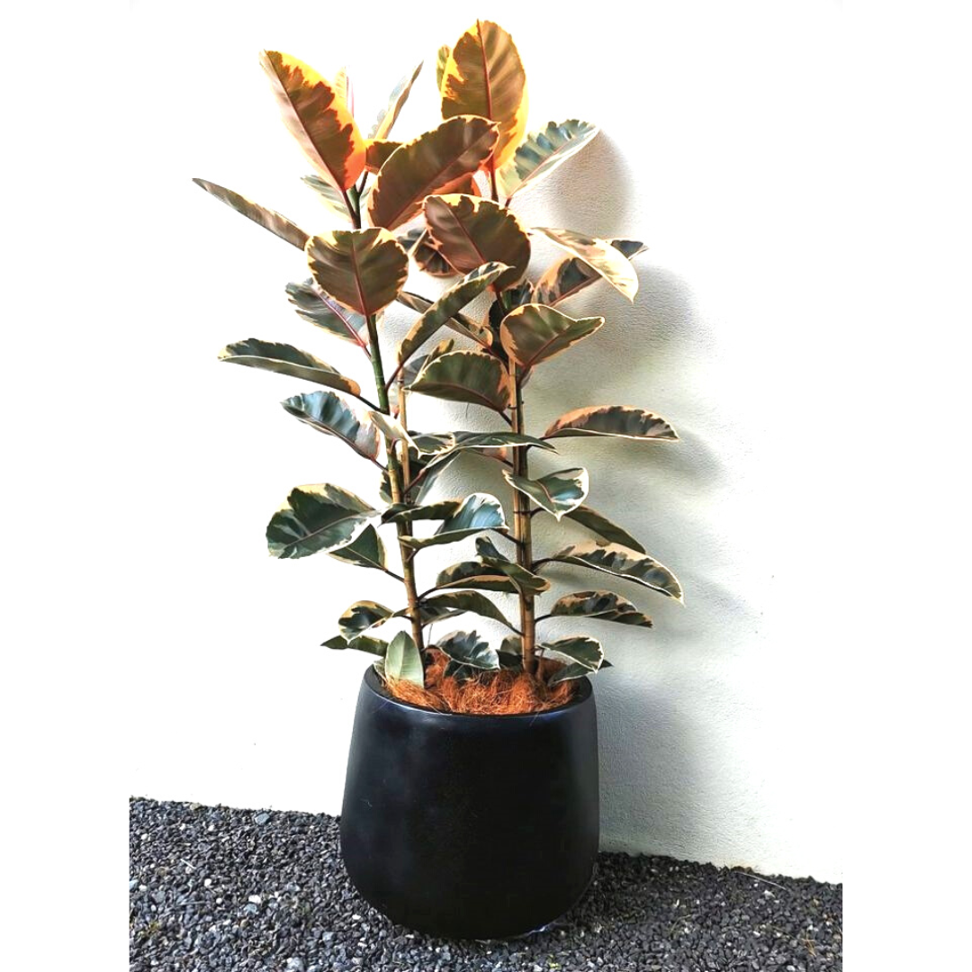 Ficus Ruby | Ruby Rubber Tree | Green Blush - plantandpot.nz