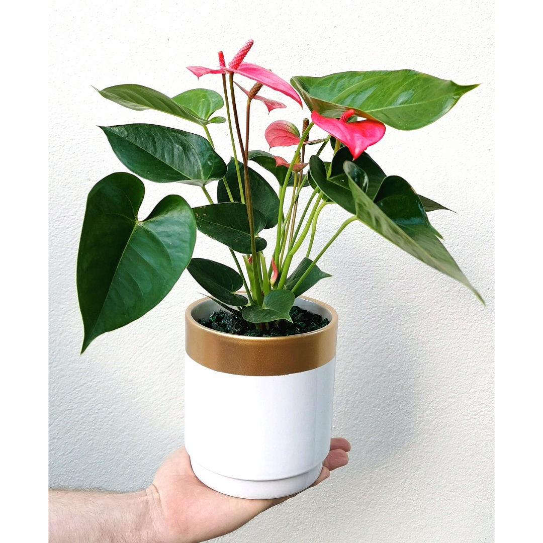 Anthurium Pink - Plant & Pot NZ