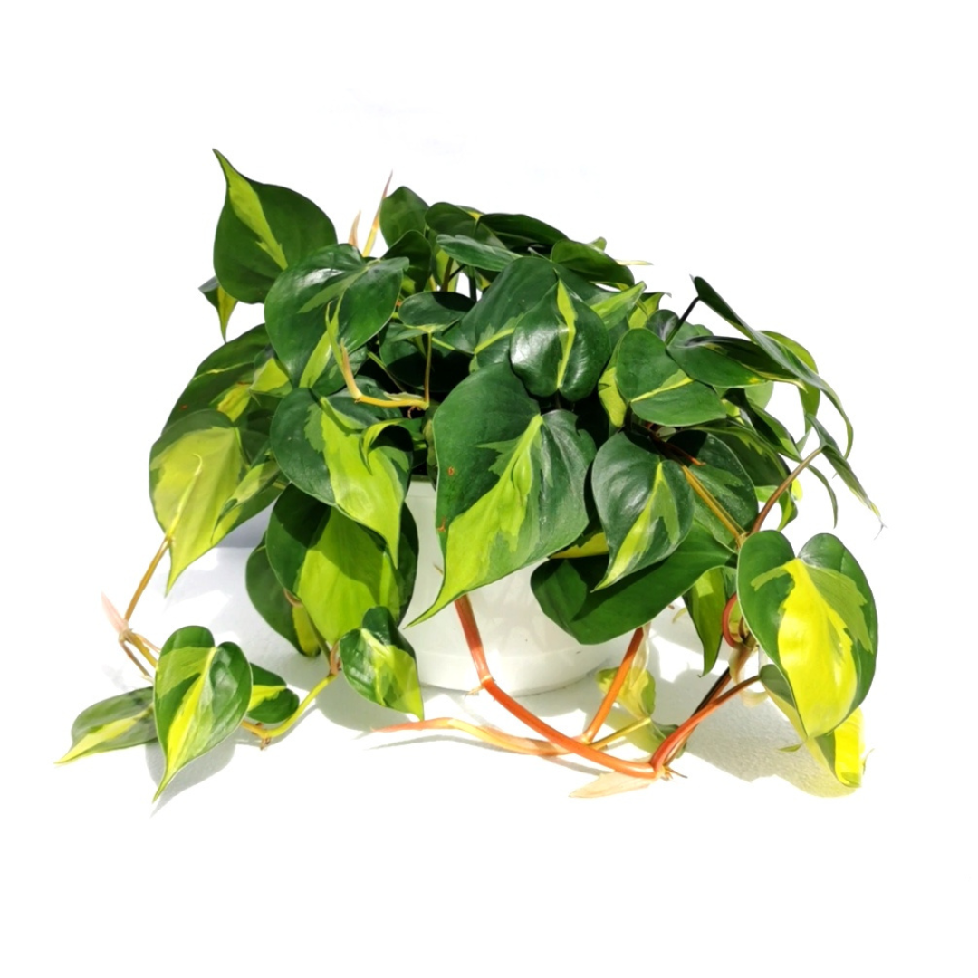 Philodendron Brasil - Plant & Pot NZ