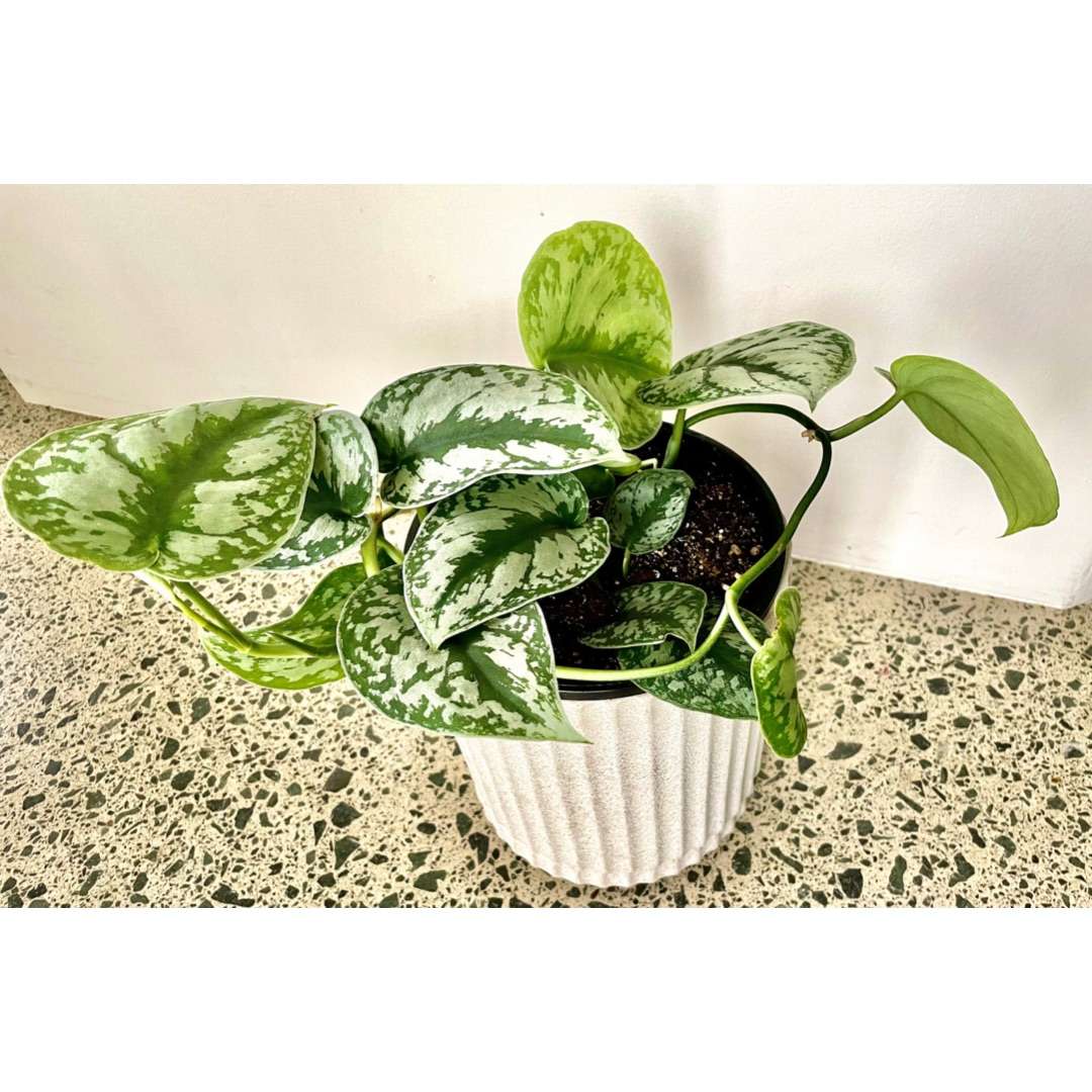 Scindapsus Trebi | Blue-Green and Silver Leaves - plantandpot.nz