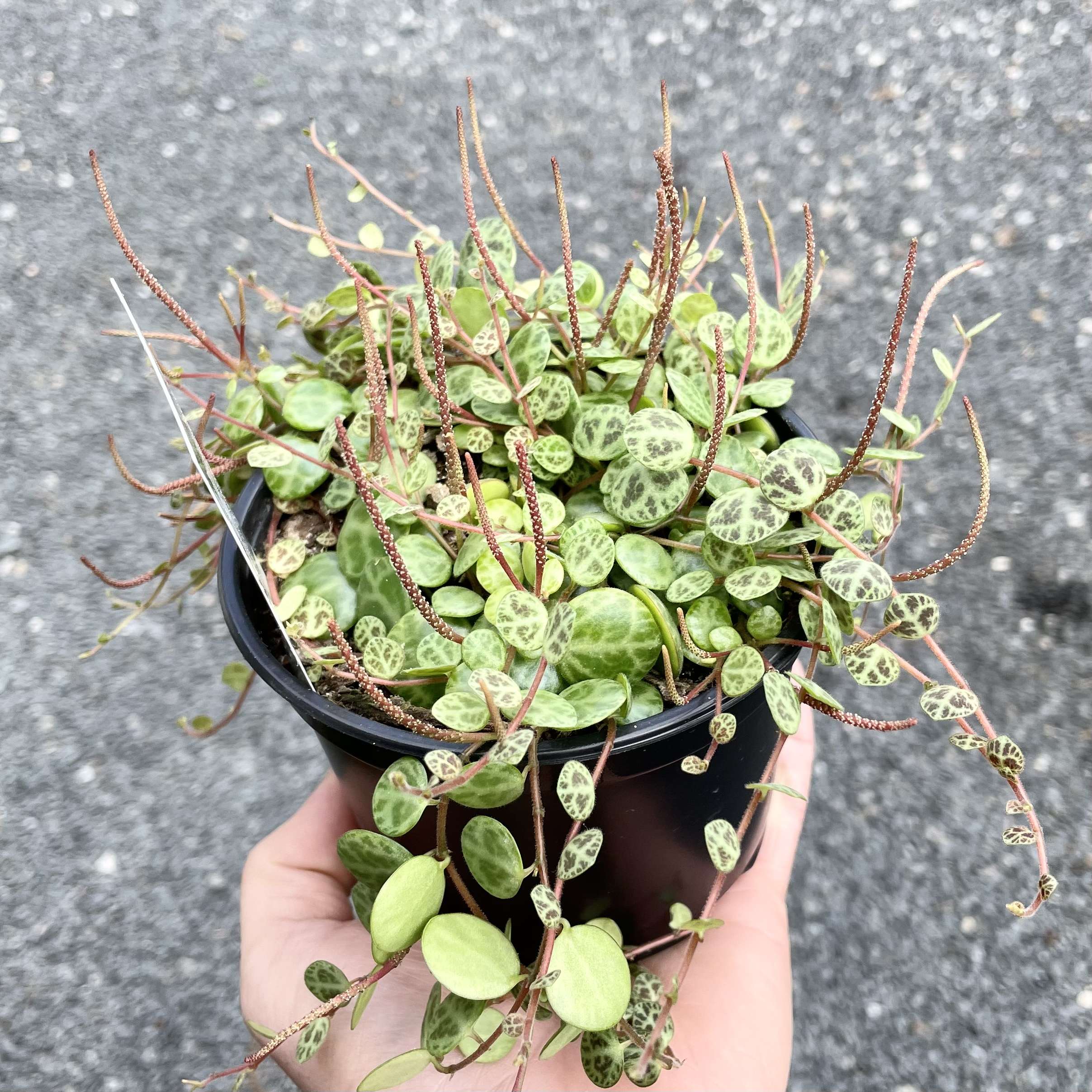String of Turtles - Plant & Pot NZ