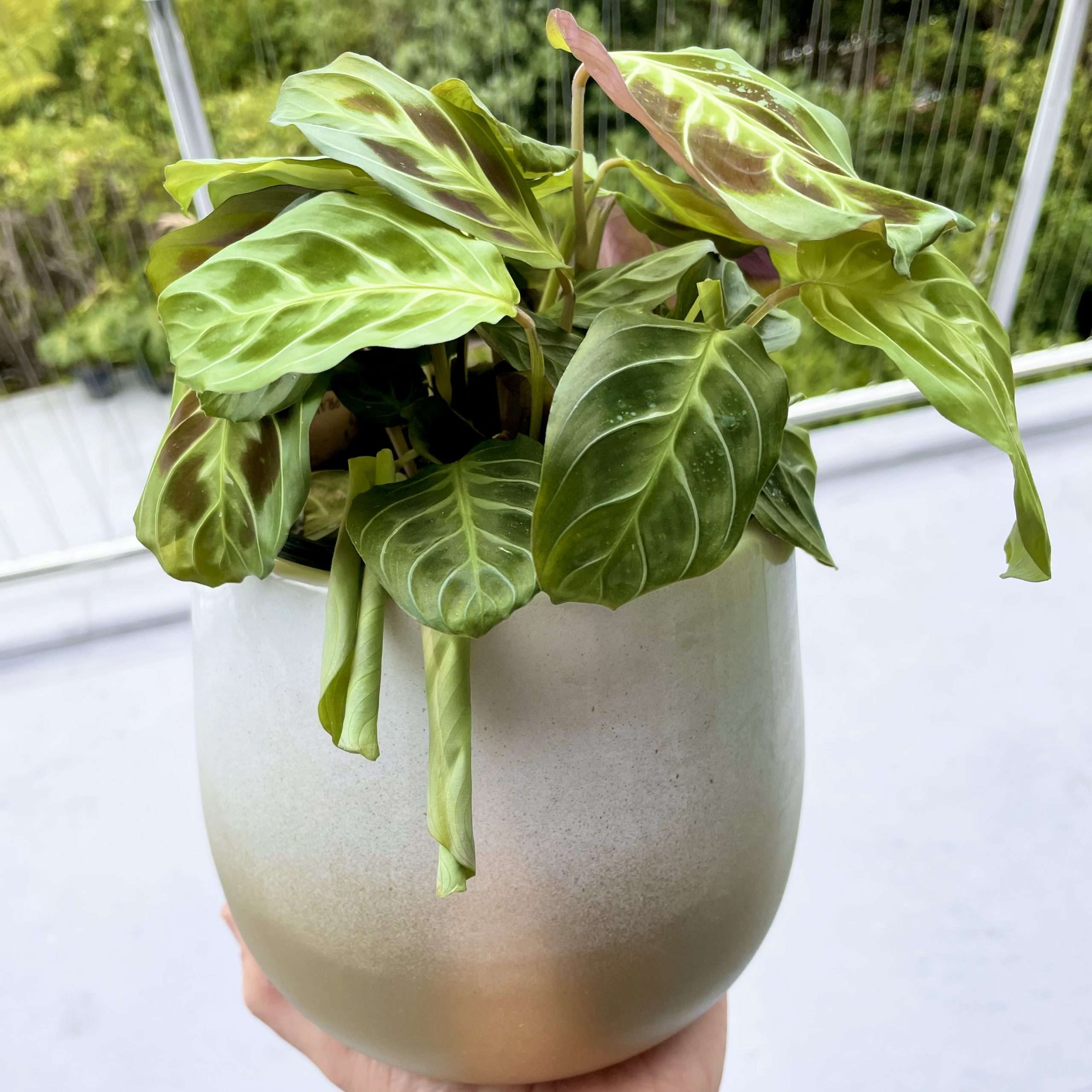 Prayer plant - Plant & Pot NZ