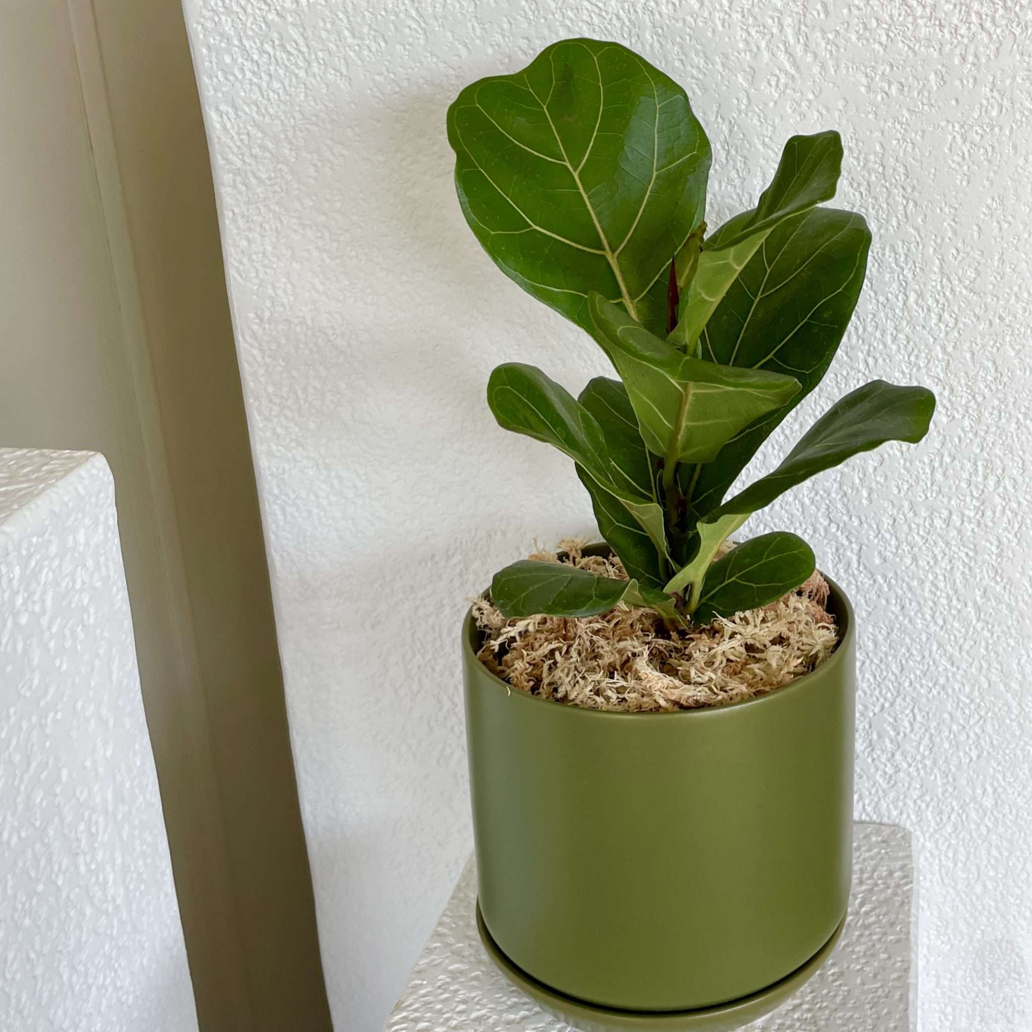 Mini Fiddle Leaf Fig - Plant & Pot NZ