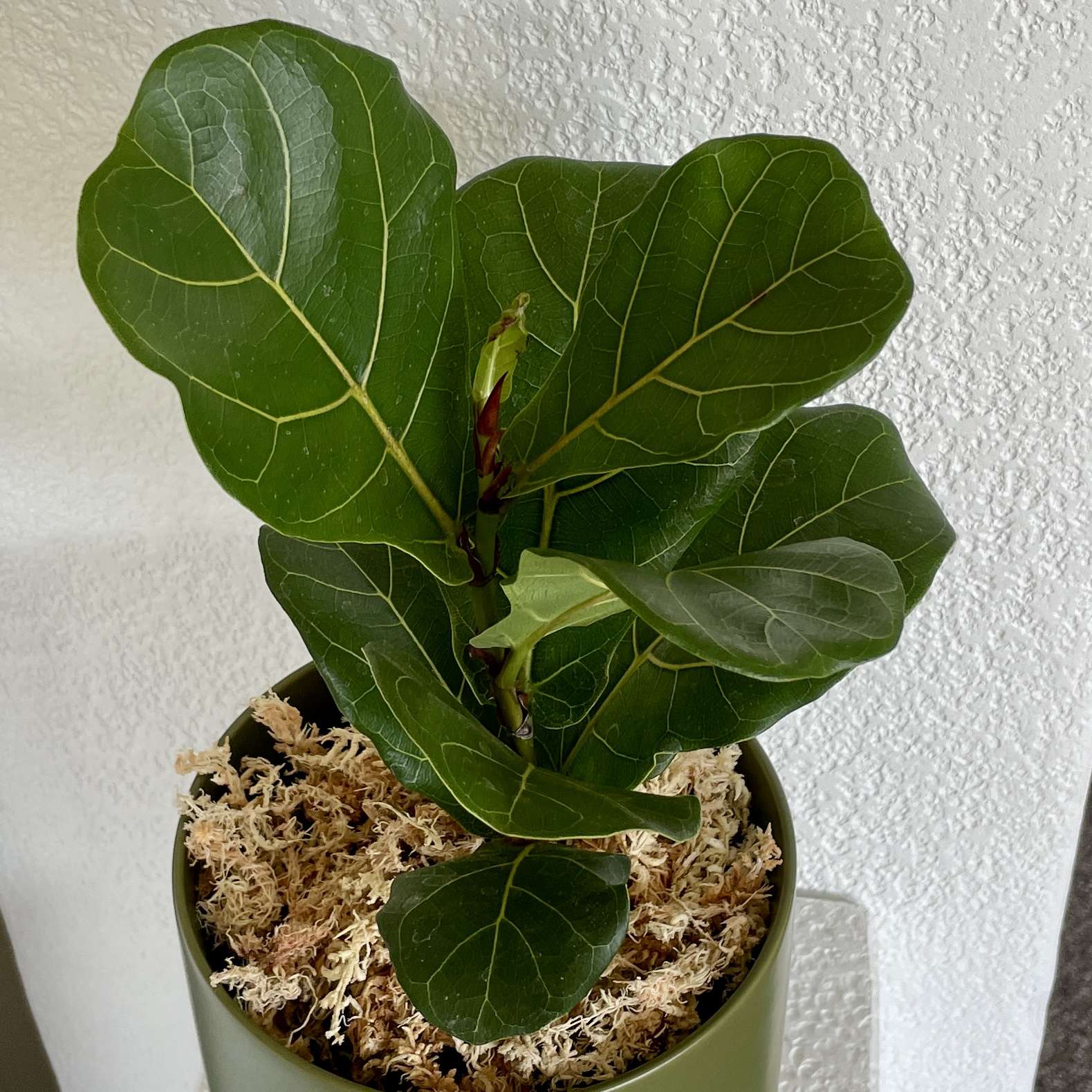 Mini Fiddle Leaf Fig - Plant & Pot NZ