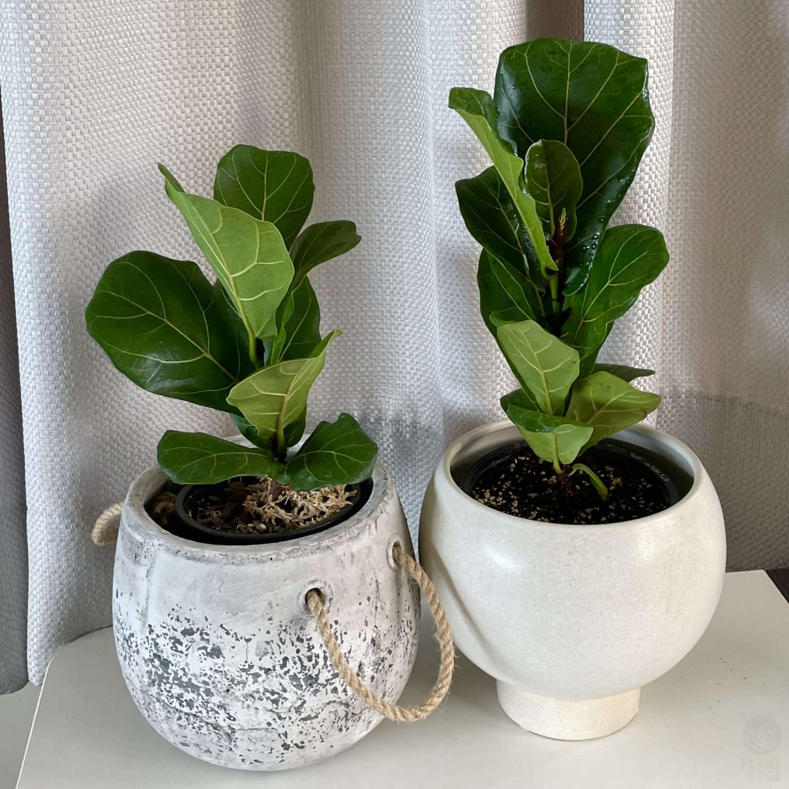 Mini Fiddle Leaf Fig - Plant & Pot NZ
