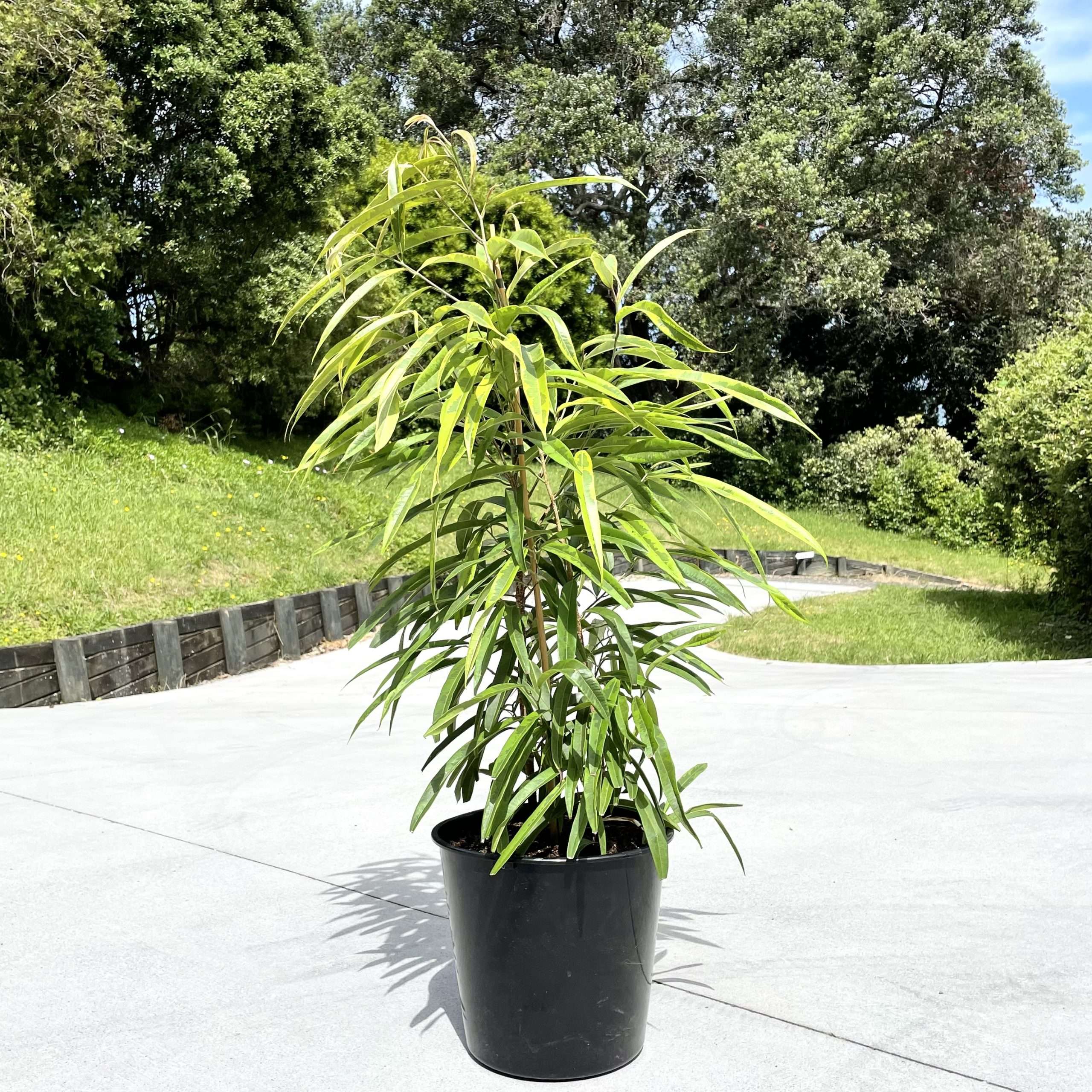 Ficus Amstel Gold