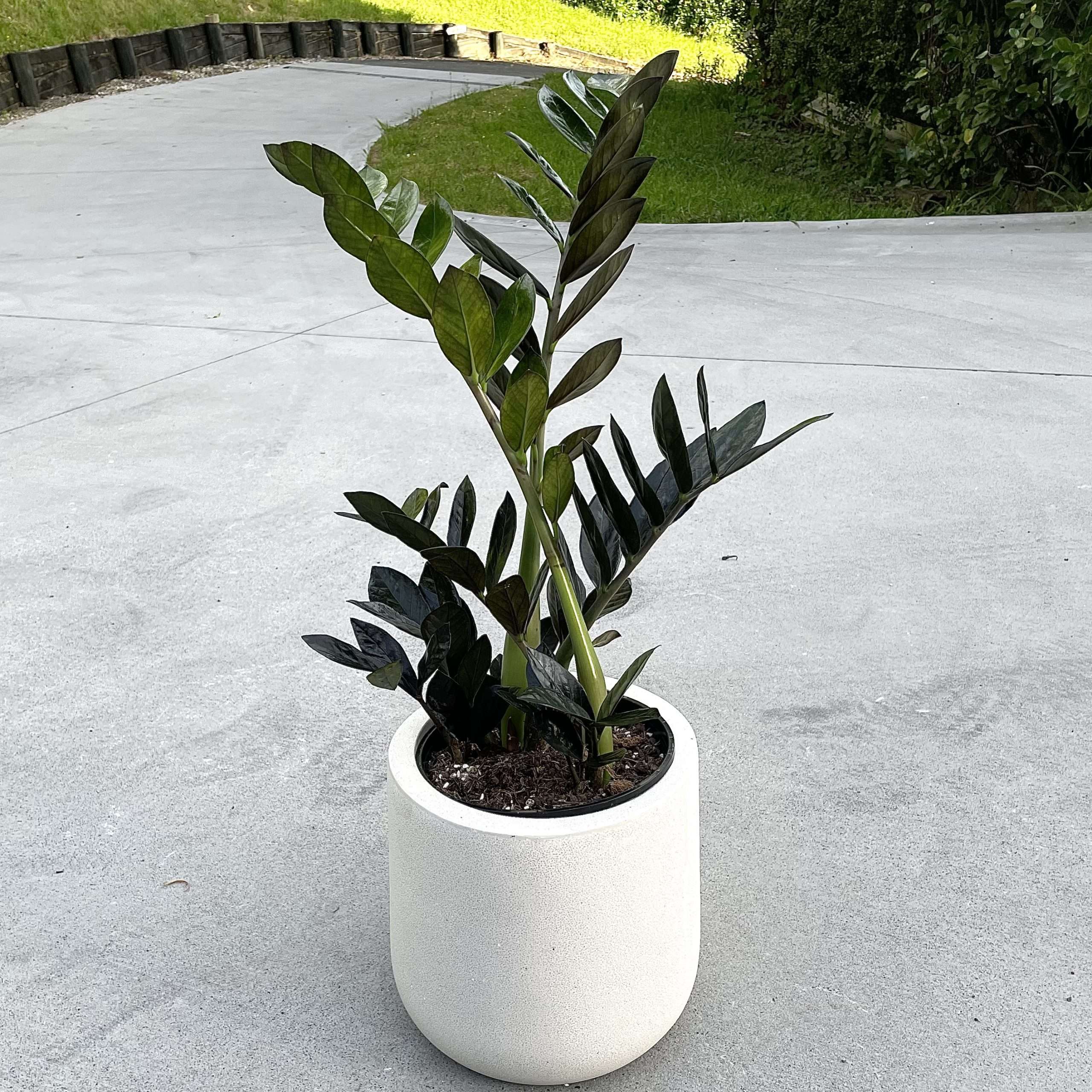 Black ZZ Plant - Plant & Pot NZ