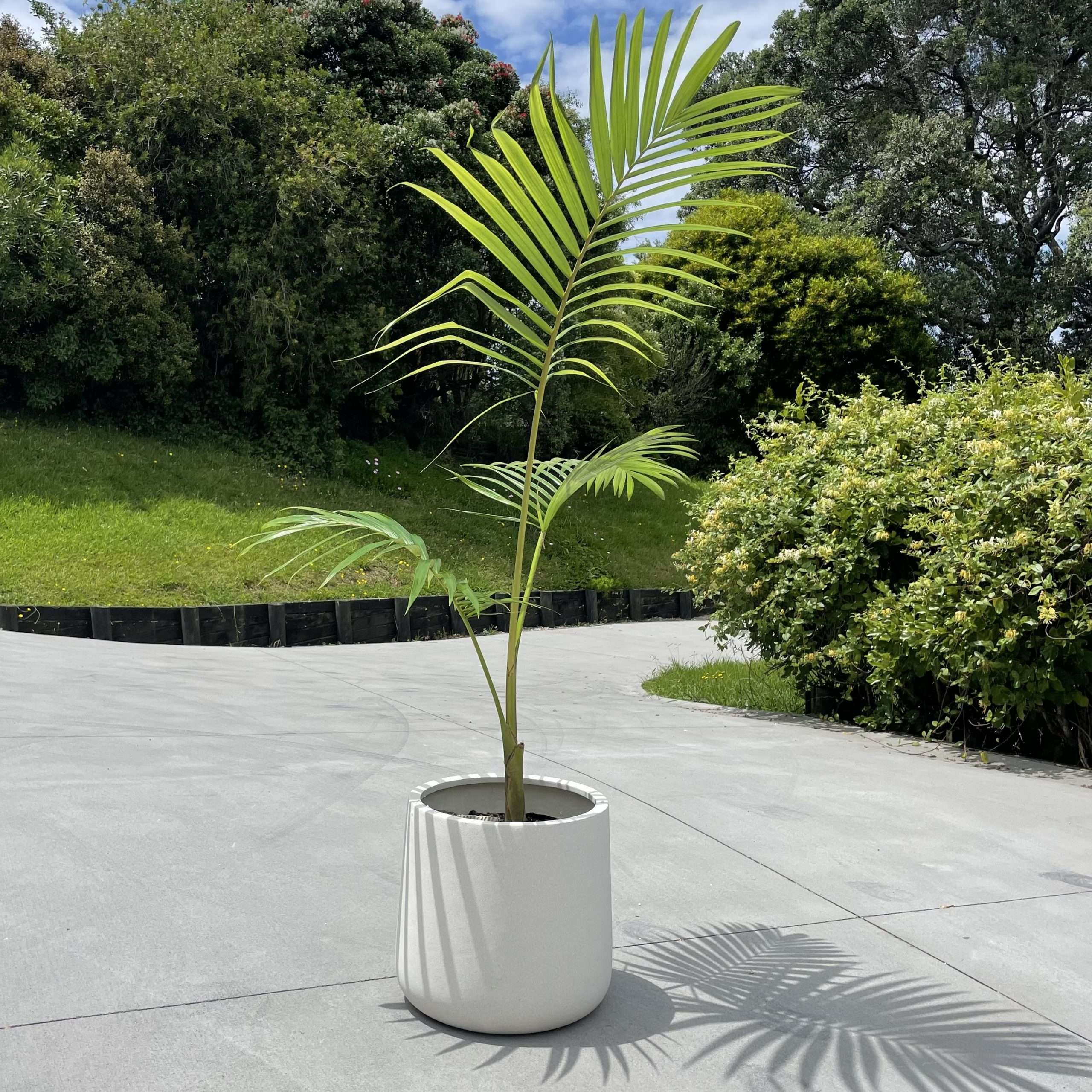 Palm Tree - Plant & Pot NZ