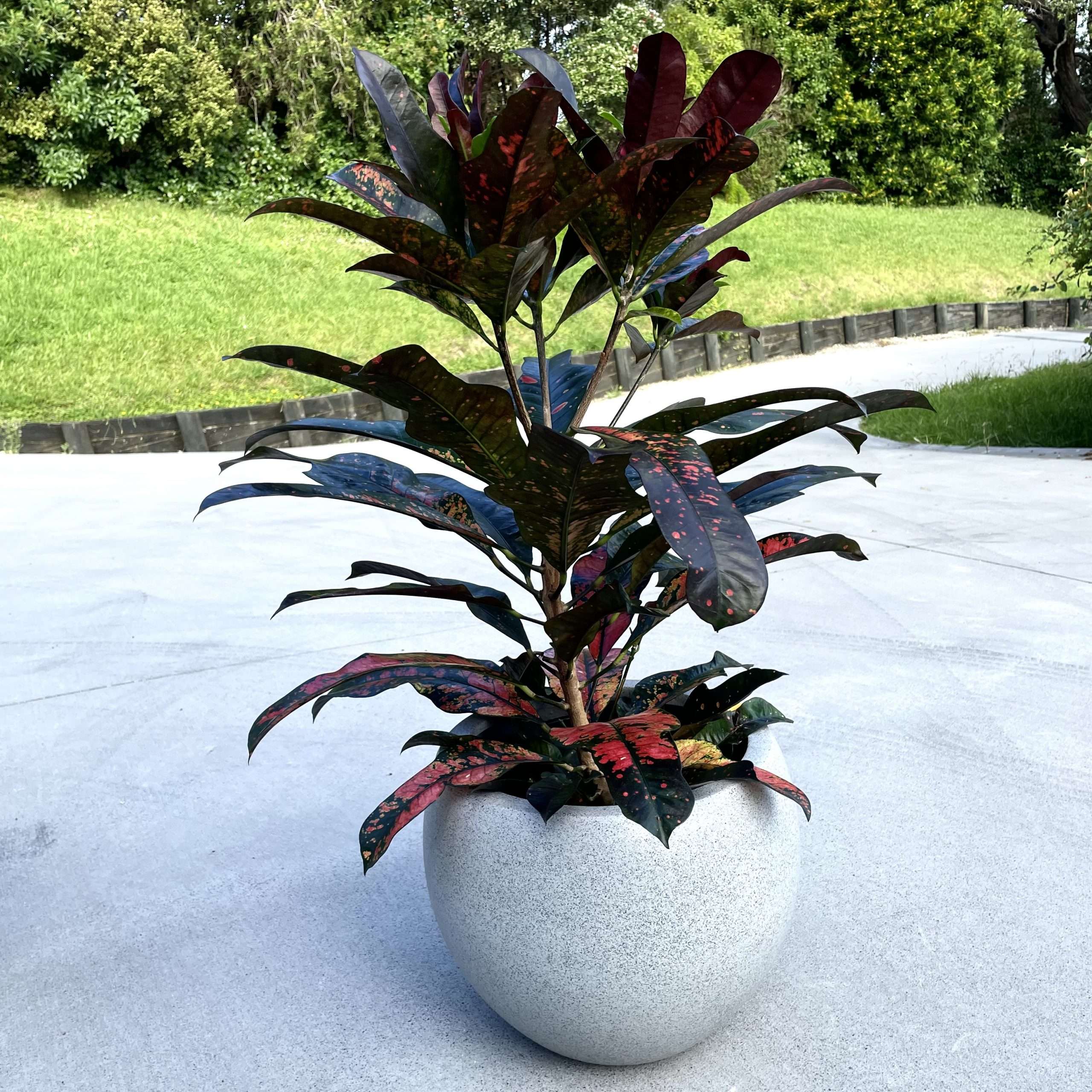Croton Wilma | Colourful Indoor Plant - plantandpot.nz