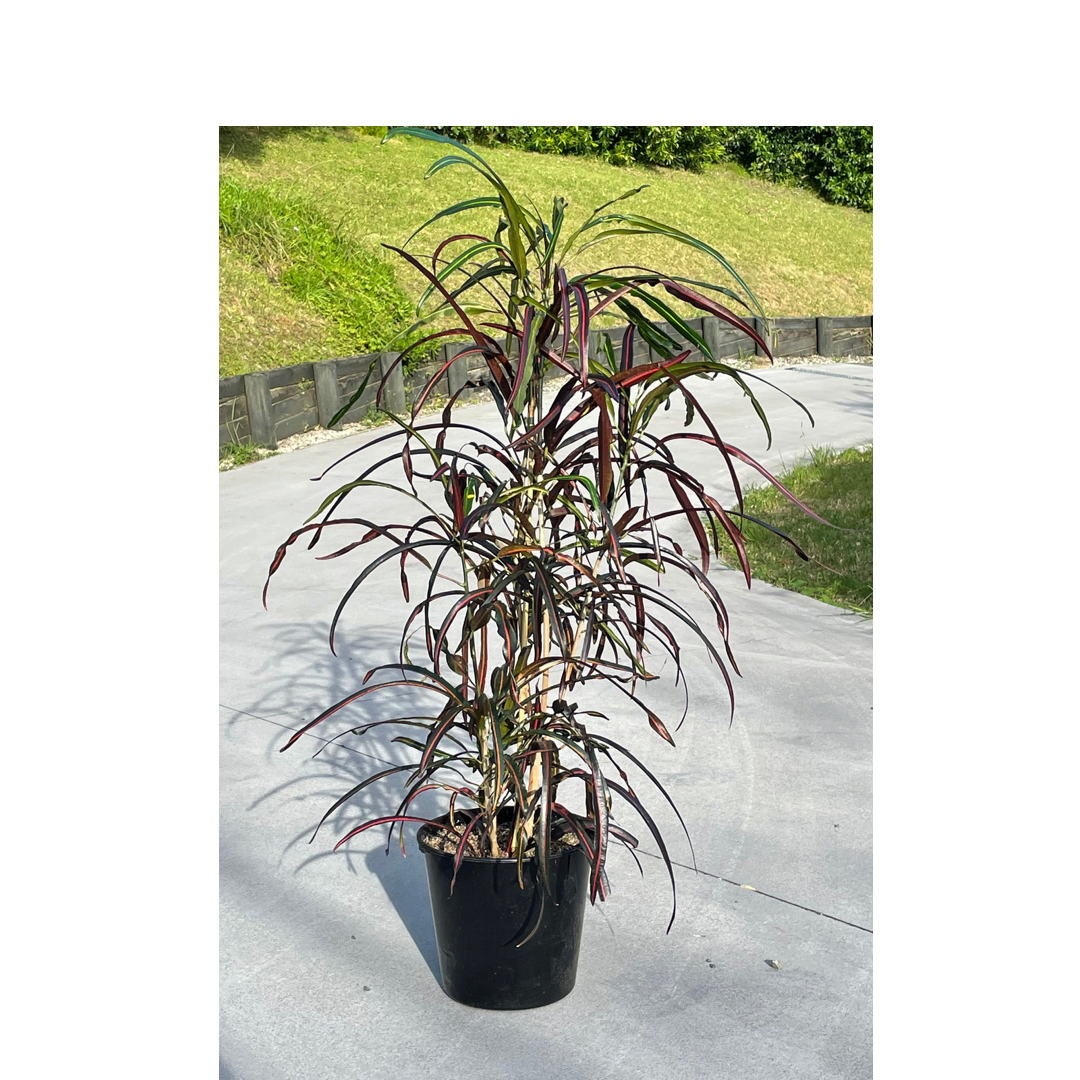 Croton "Lauren's Rainbow'' - Plant & Pot NZ