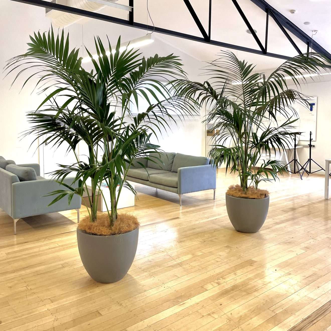 Extra Large Kentia Palm - Plant & Pot NZ