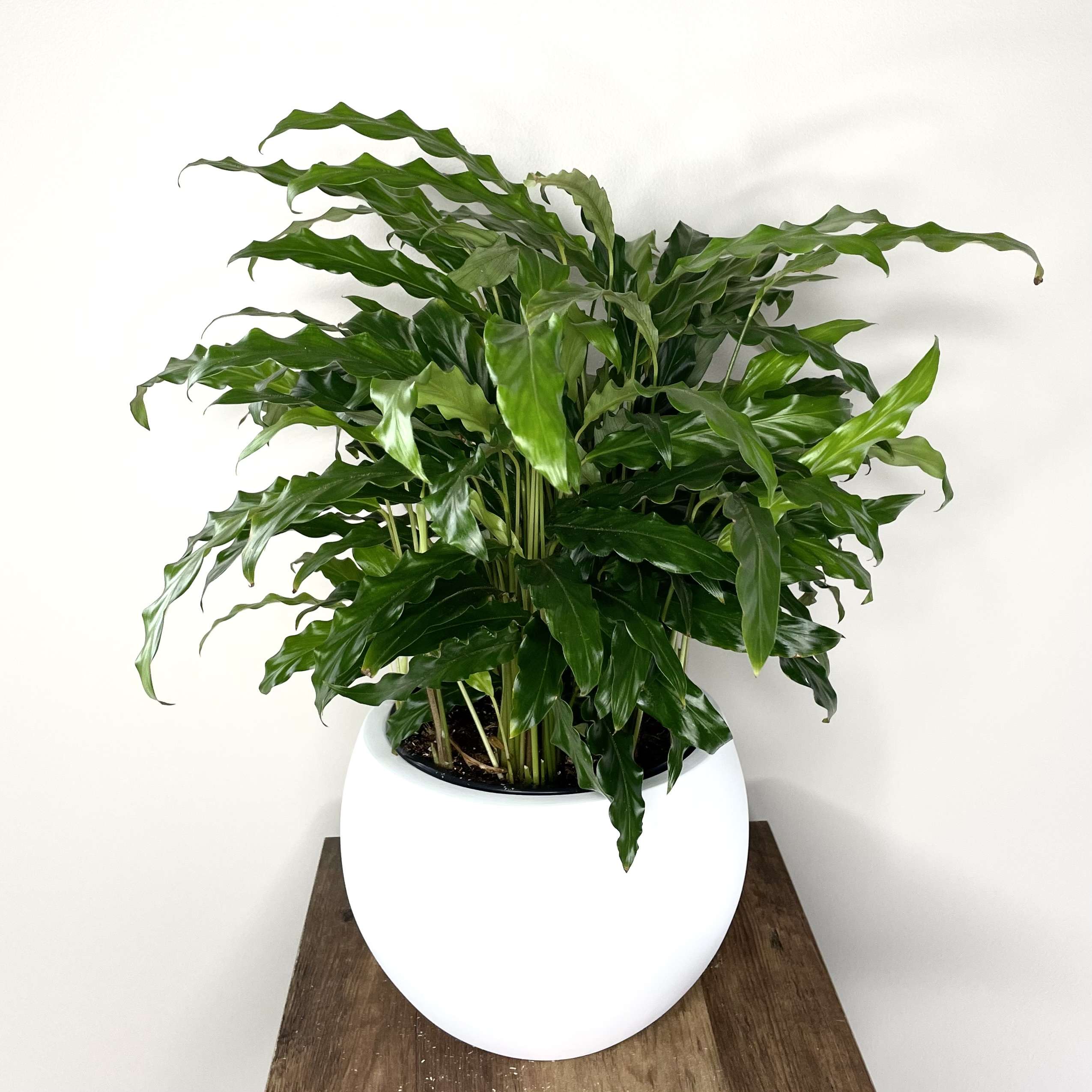 Calathea Bluegrass | Lush Green Foliage - plantandpot.nz