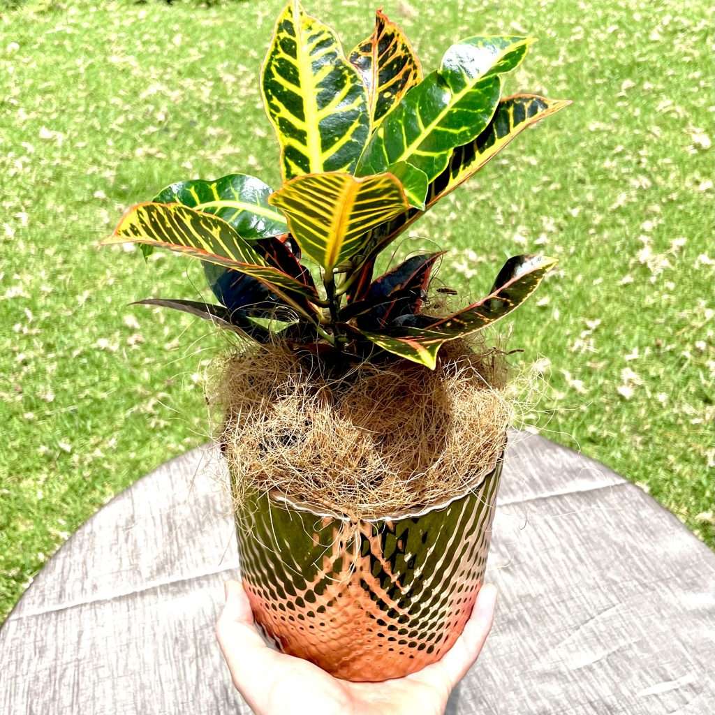 Croton - Plant & Pot NZ