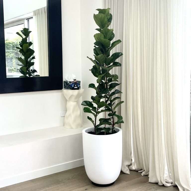 Tall Long Leaf Fig | The lovely Ficus Alii - plantandpot.nz