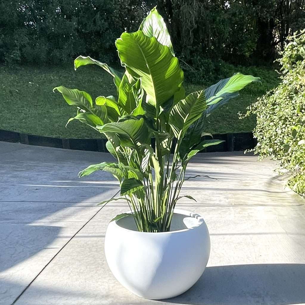 Lovely and Large Peace Lily | Lush and Green - plantandpot.nz