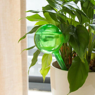 Plant Self Watering Bulbs – Ideal for Busy Plant Lovers - Plant & Pot NZ