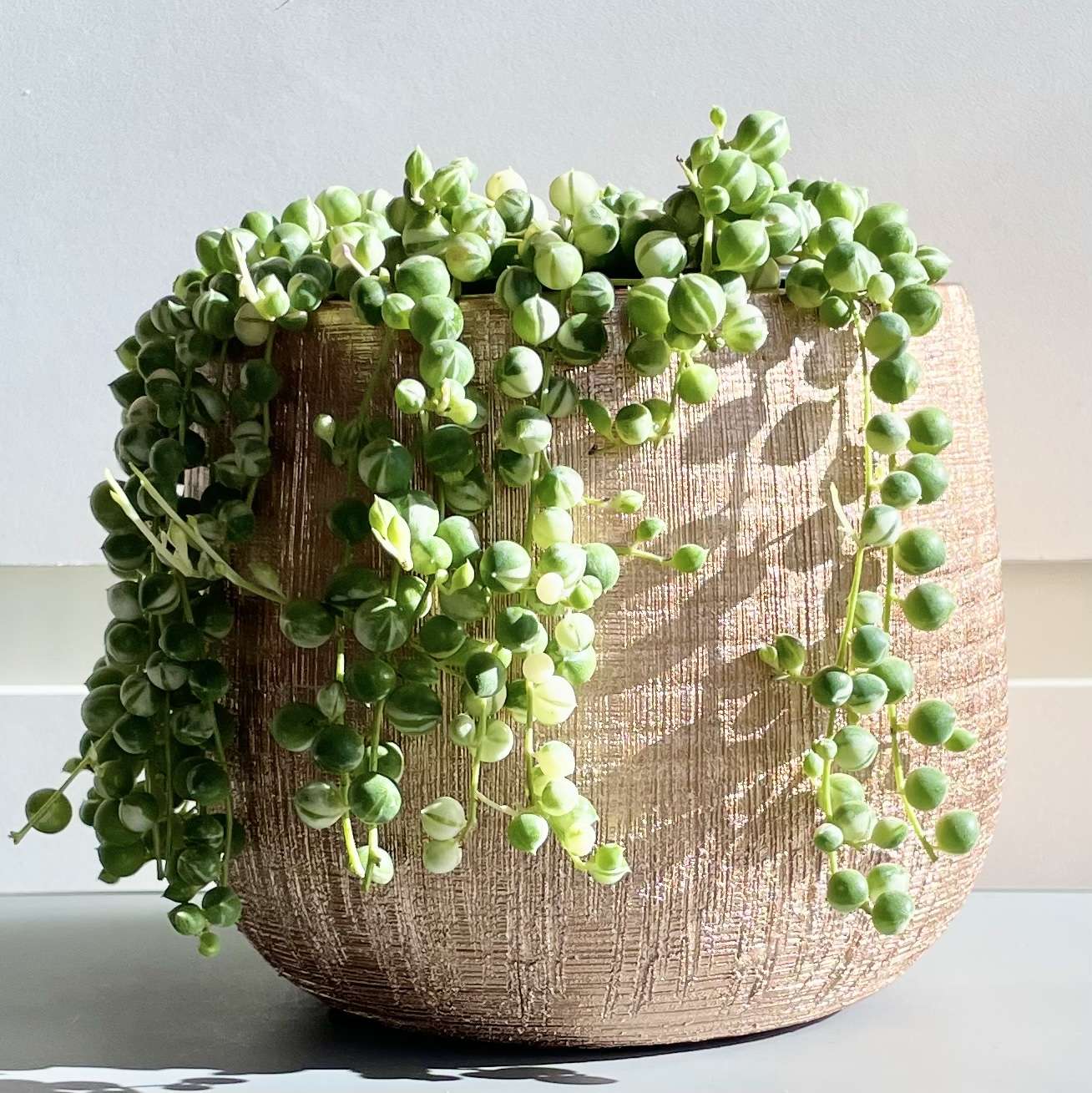 String of Pearls in White Pot - plantandpot.nz
