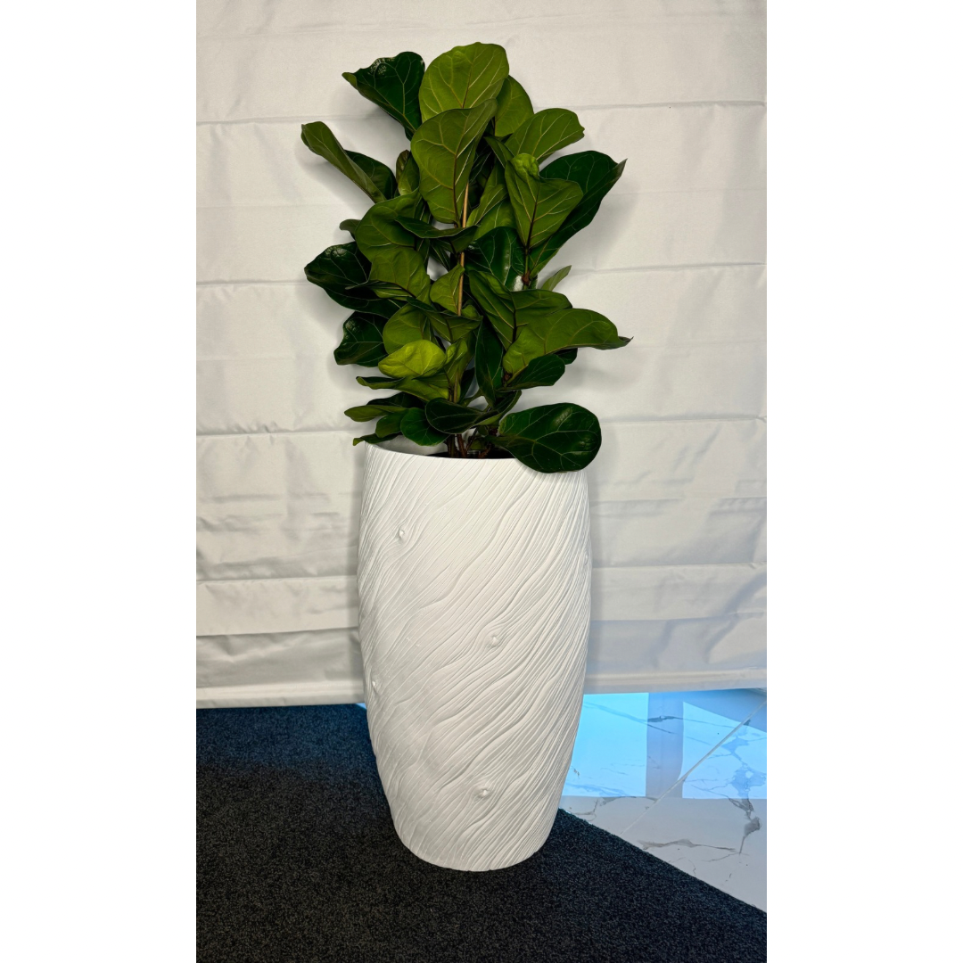 Mars Planter & Bambino Ficus -Luxurious Combo | Plant and Pot