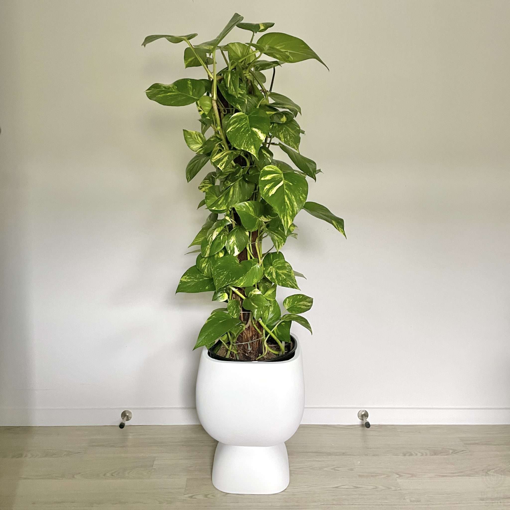 Home - Plant & Pot NZ