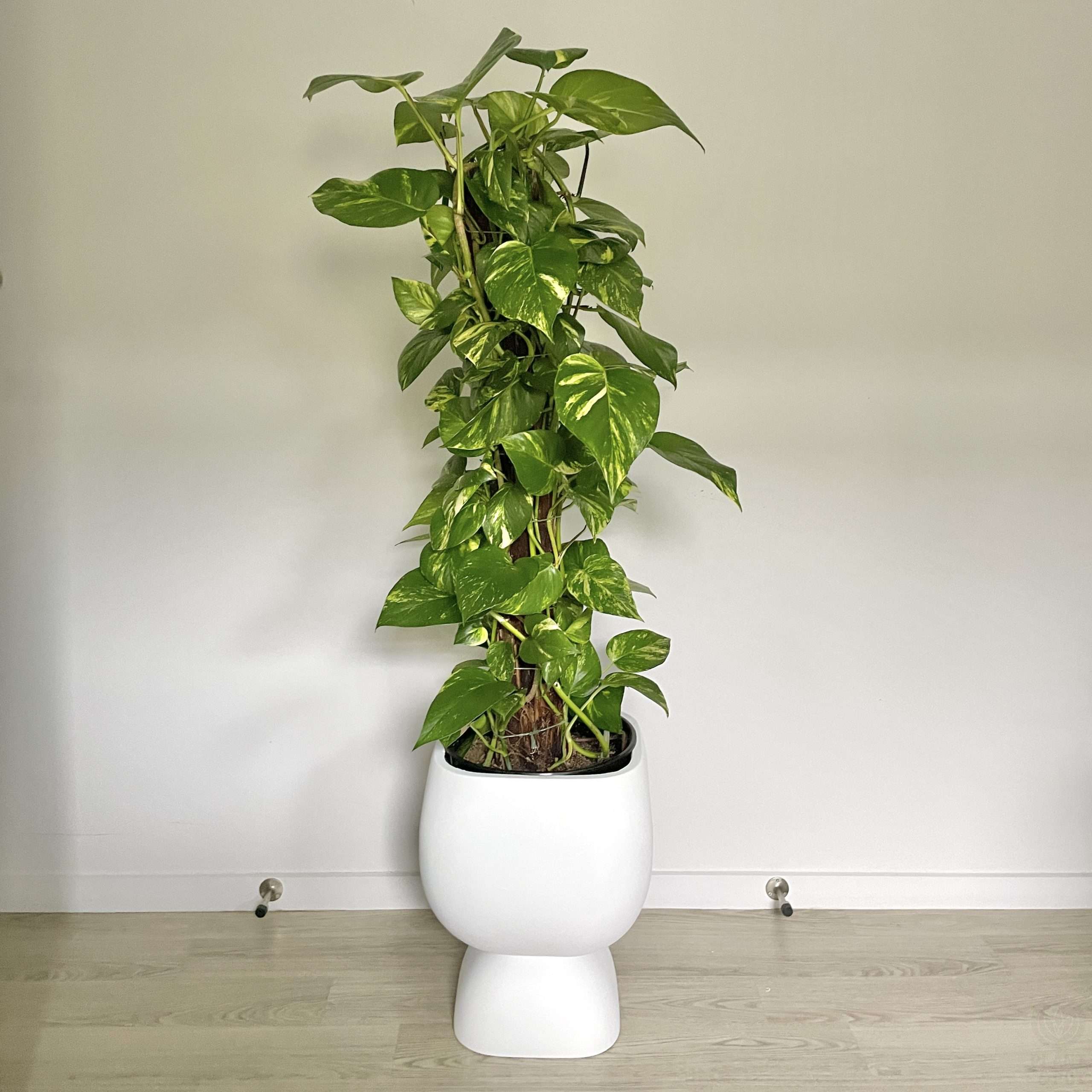 Golden Pothos | Devil's Ivy | Money Plant - plantandpot.nz