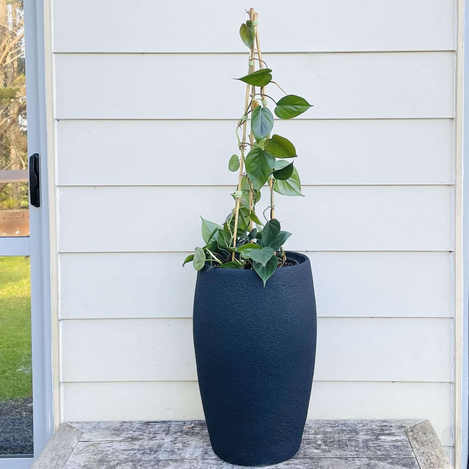 Plant and Pot NZ | Modern Indoor Plants | Stylish Planters