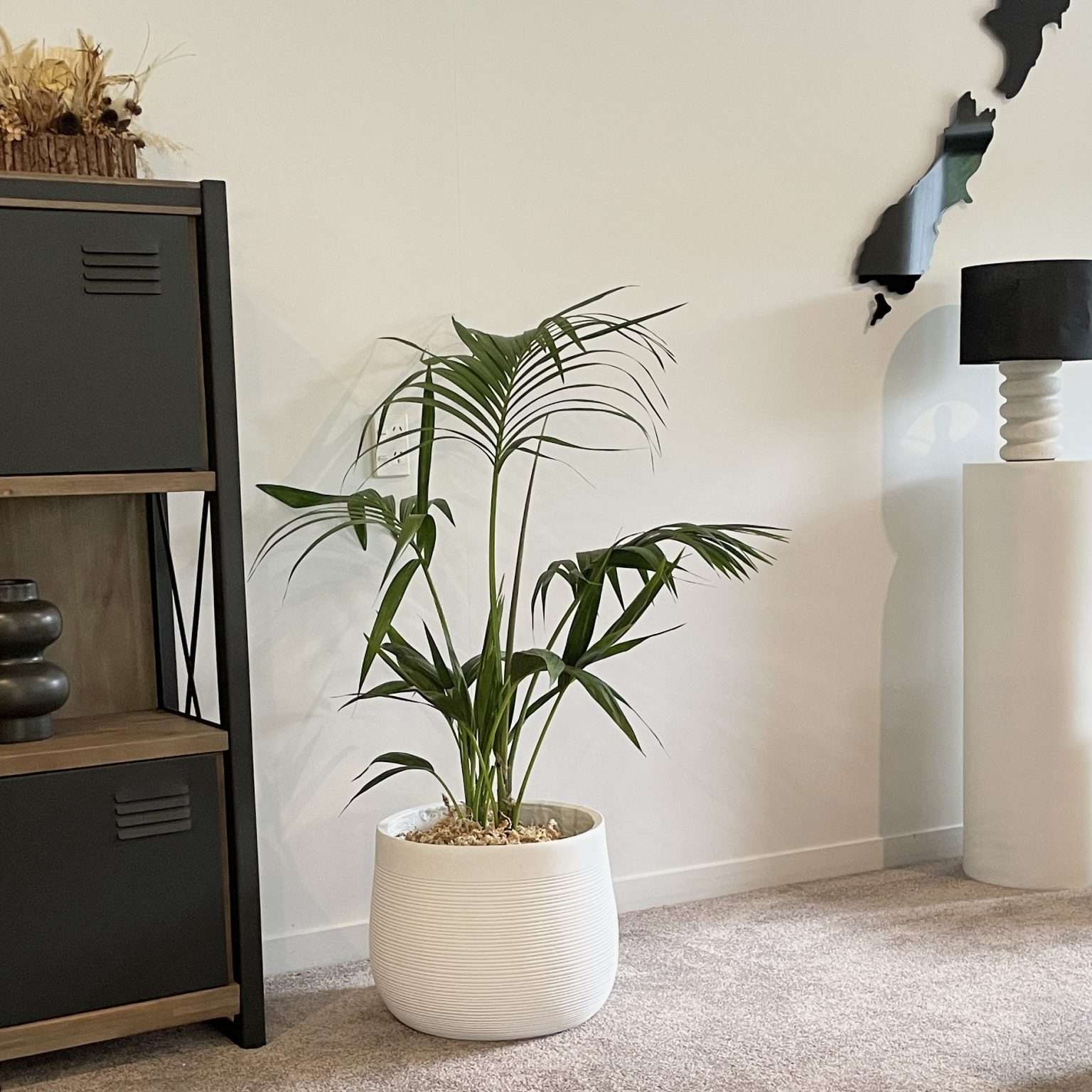 Ctenanthe Setosa | Exotic House Plant - plantandpot.nz