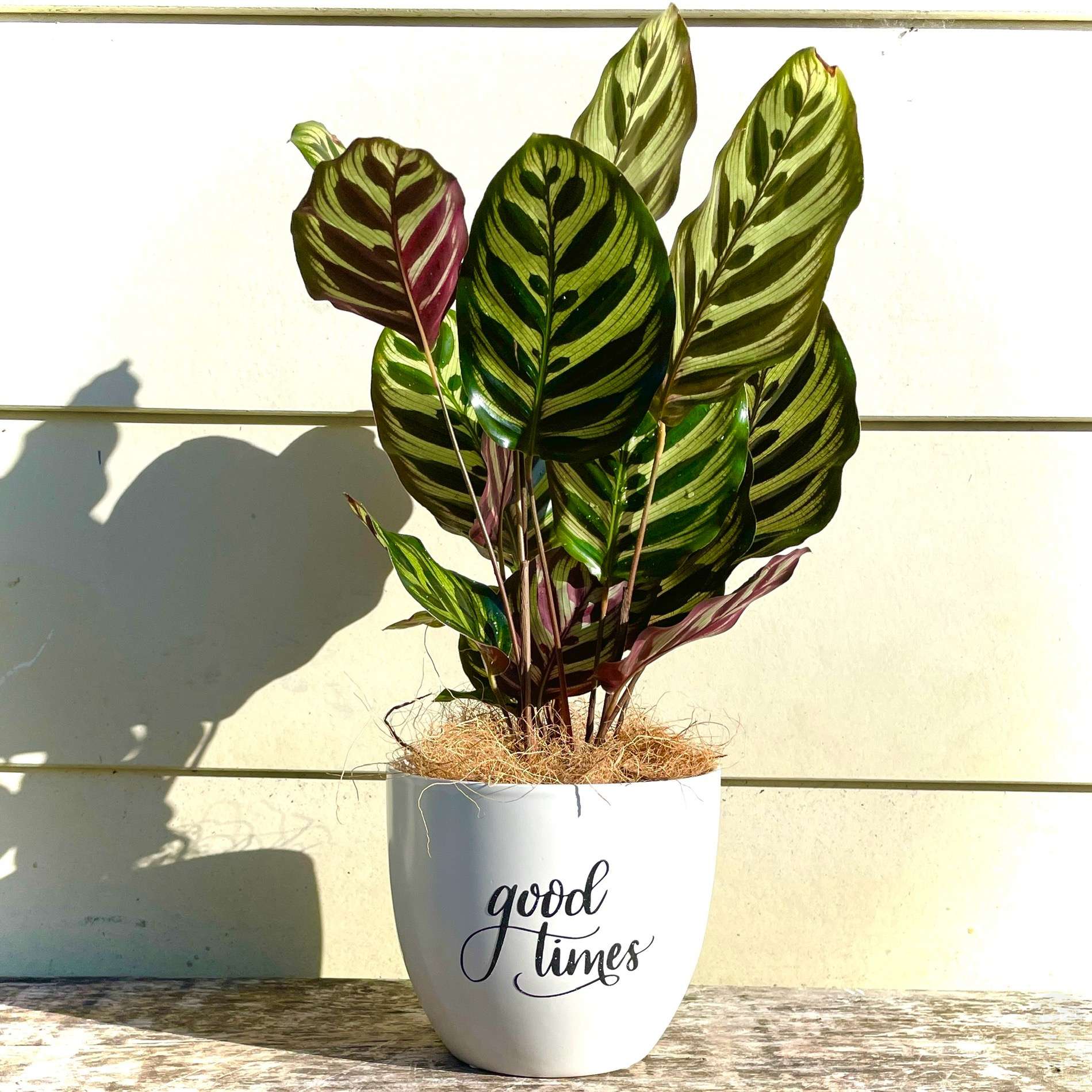 Calathea - Makoyana in Planter - Plant & Pot NZ