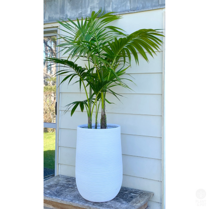 Kentia Palm Graceful - plantandpot.nz Kentia Palm in Andromeda