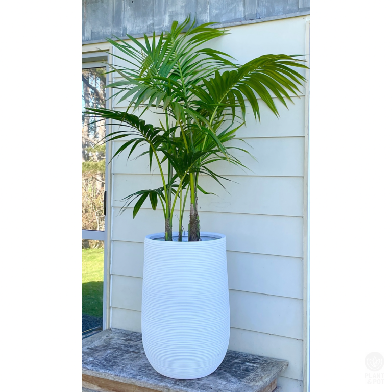 Kentia Palm Graceful - plantandpot.nz Kentia Palm in Andromeda