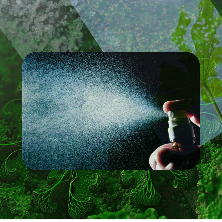 Prayer plant in Whirlpool - Plant & Pot NZ