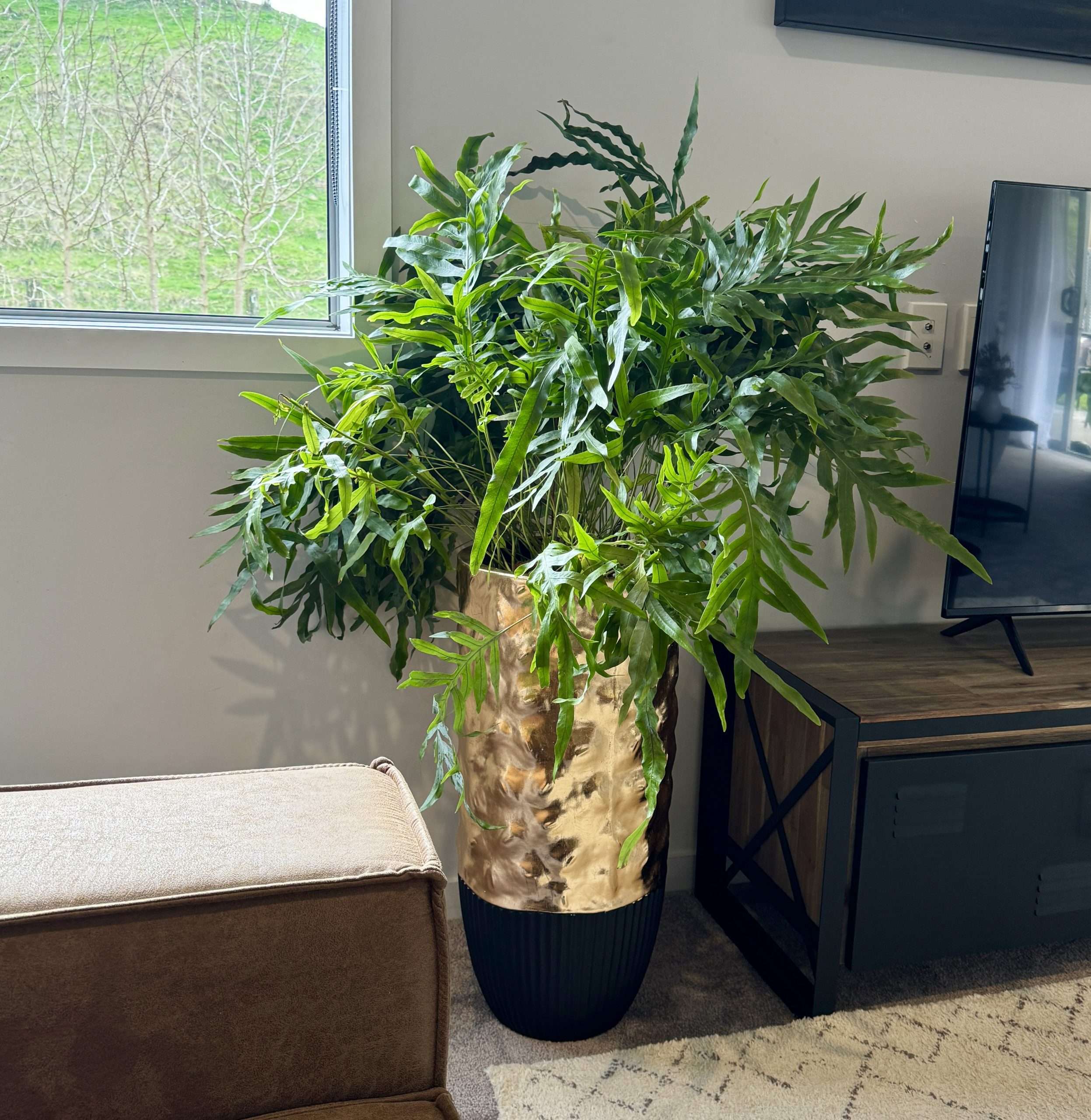 Blue Star fern | Hardy Indoor or Outdoor Fern - plantandpot.nz